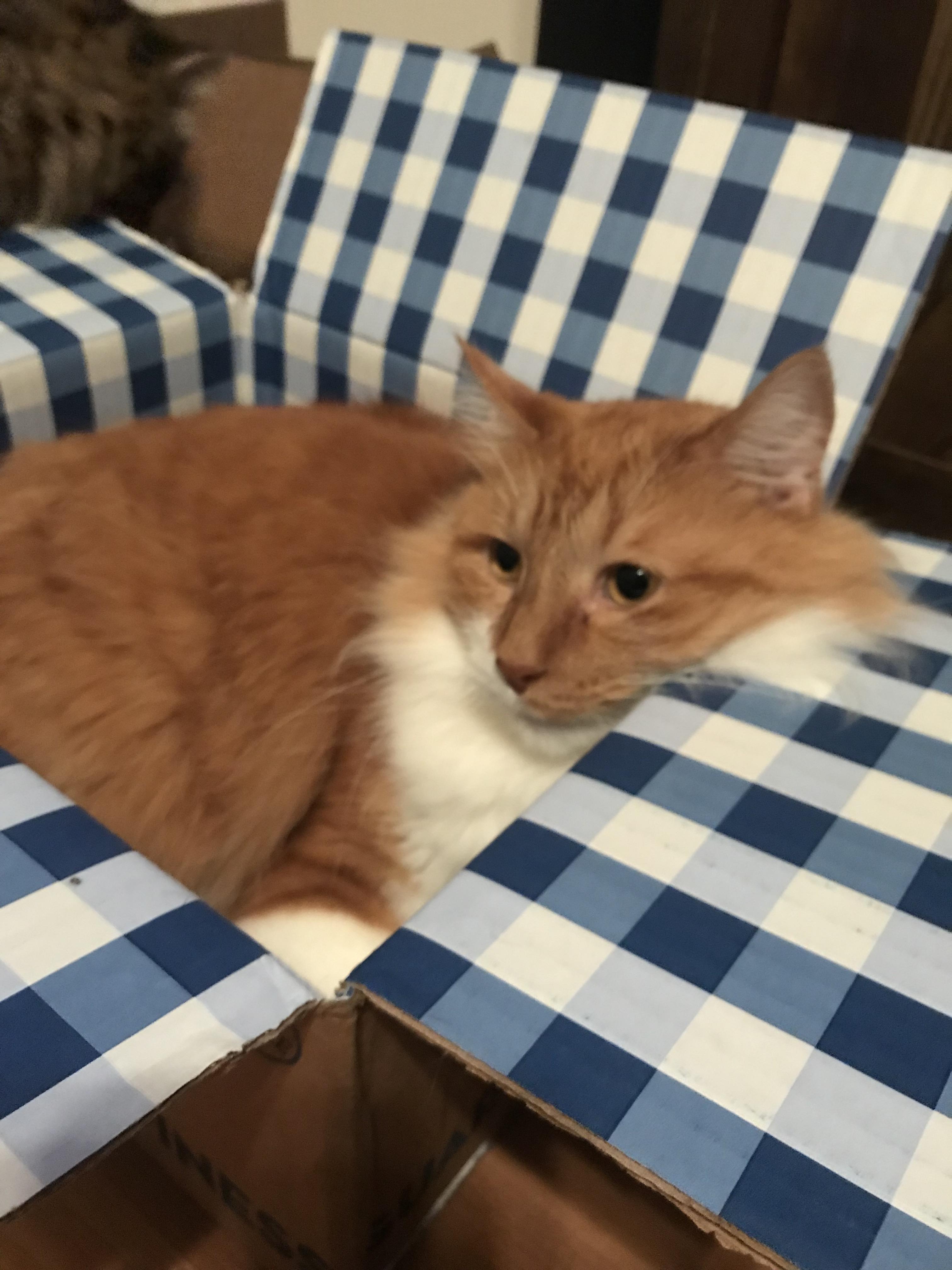 Lured in within seconds of setting trap | Scrolller