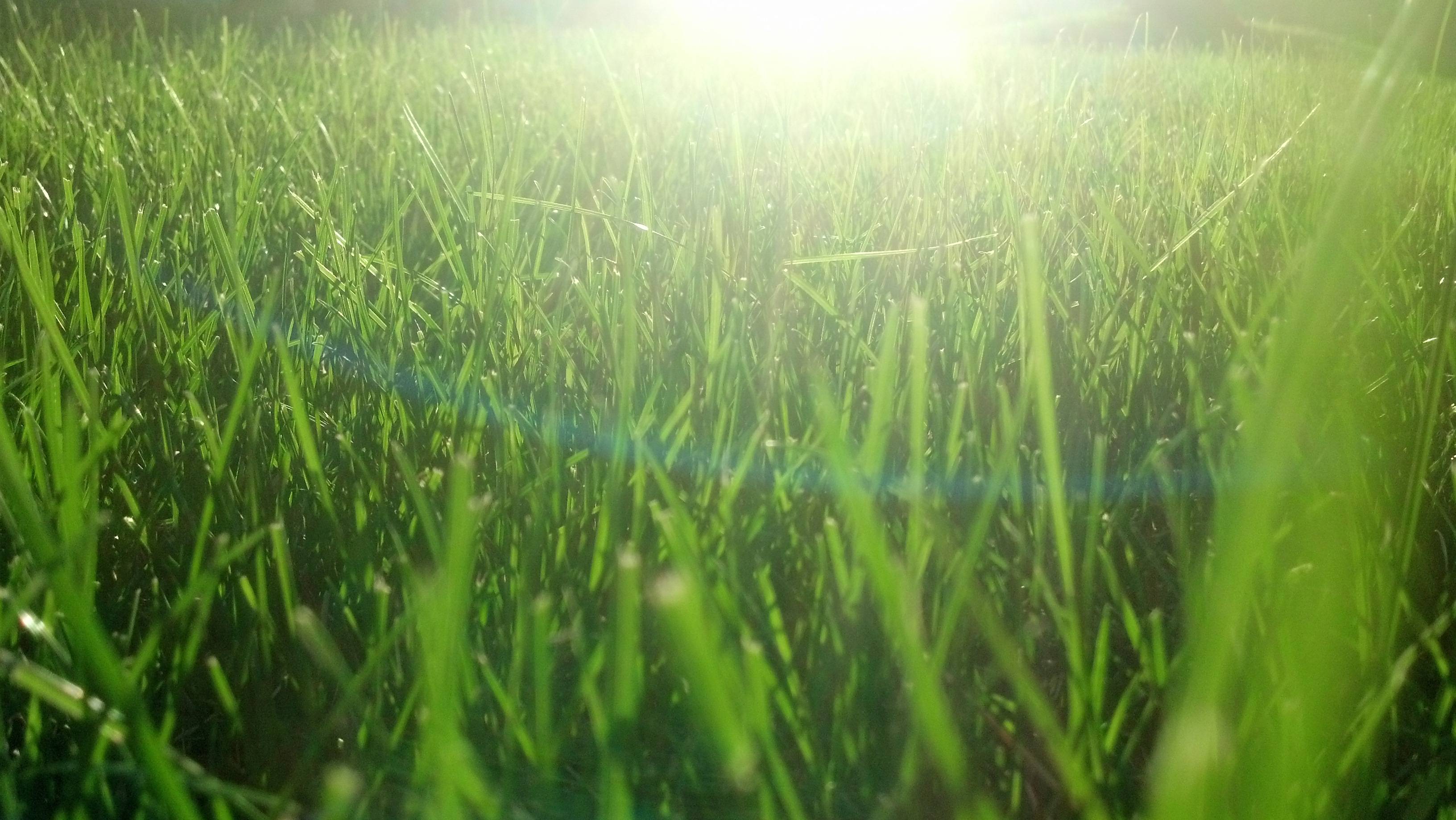 Luscious grass | Scrolller