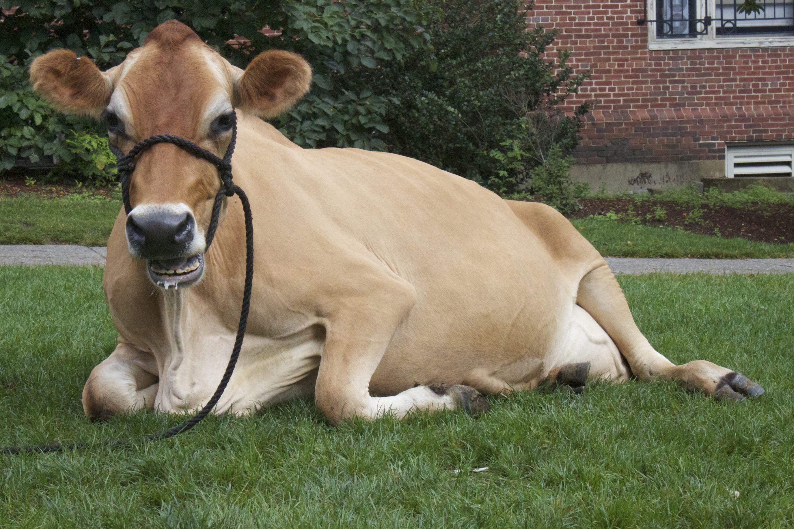 Lying down a cow | Scrolller