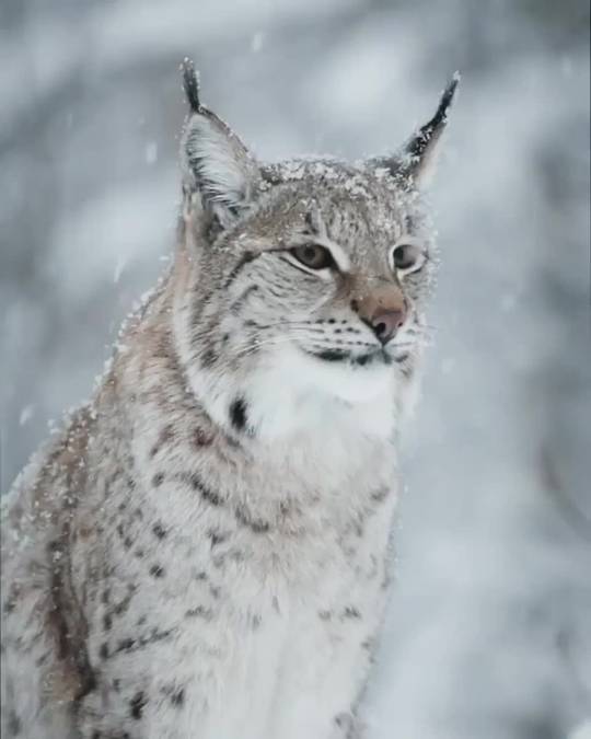 Lynx in the snow | Scrolller