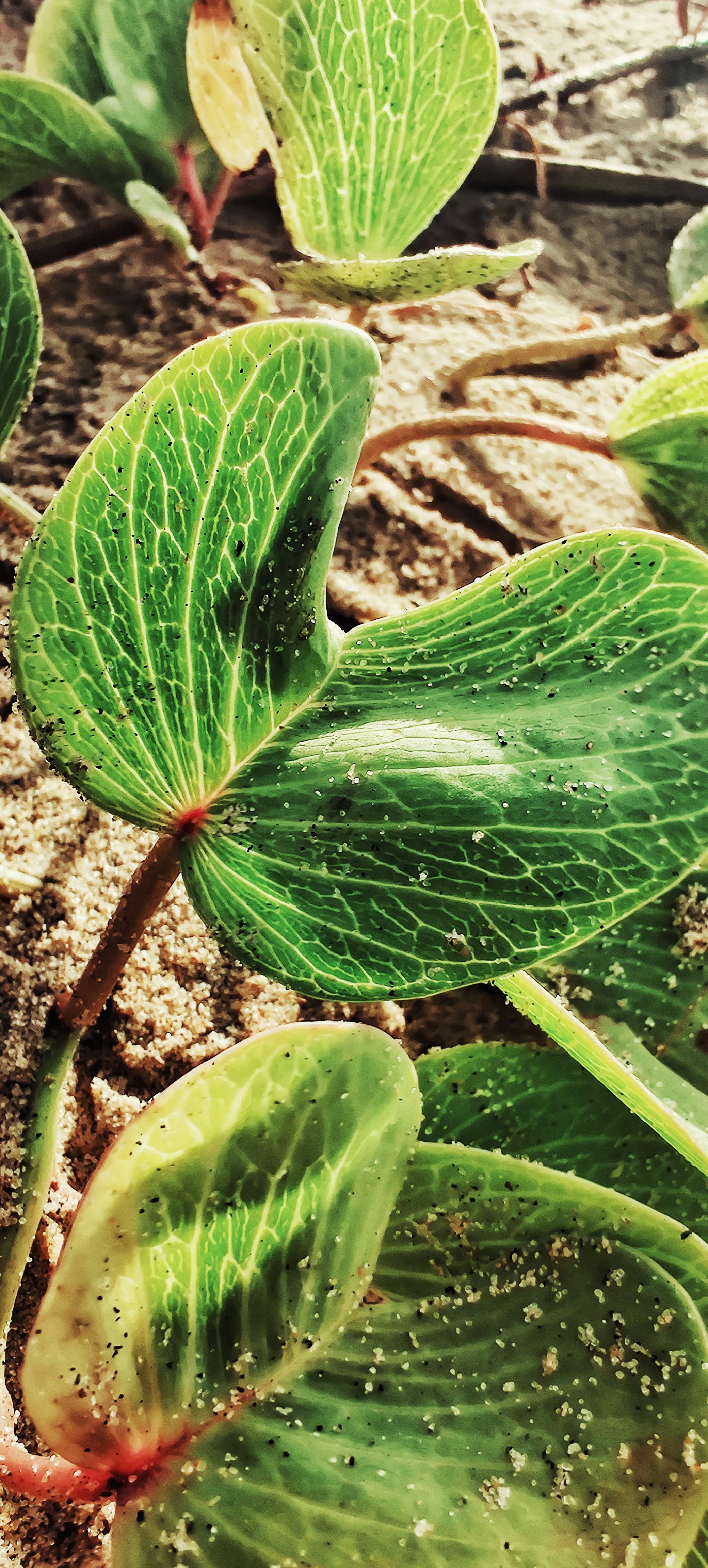 Macro photography | Scrolller