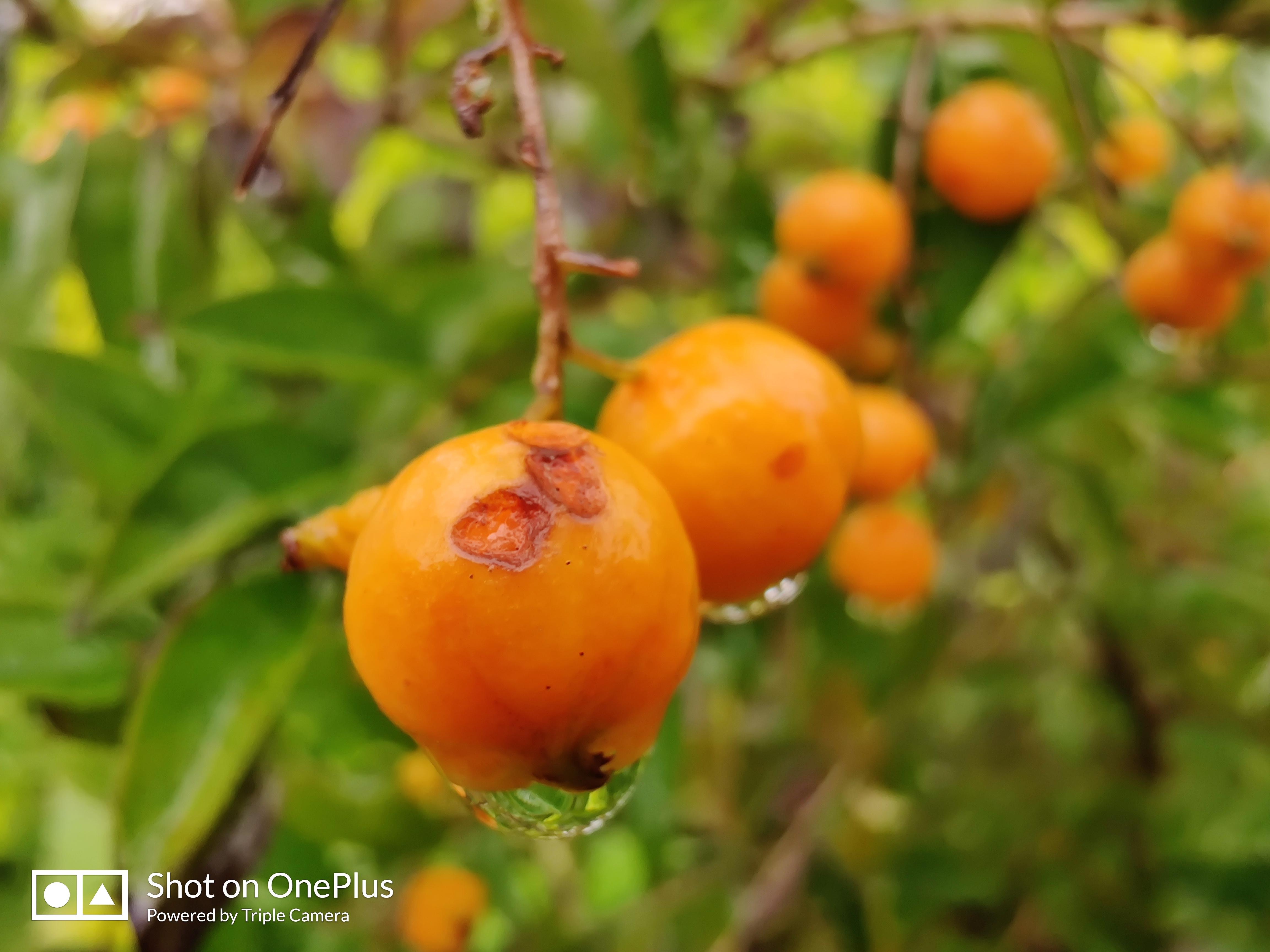 Macro shot | Scrolller