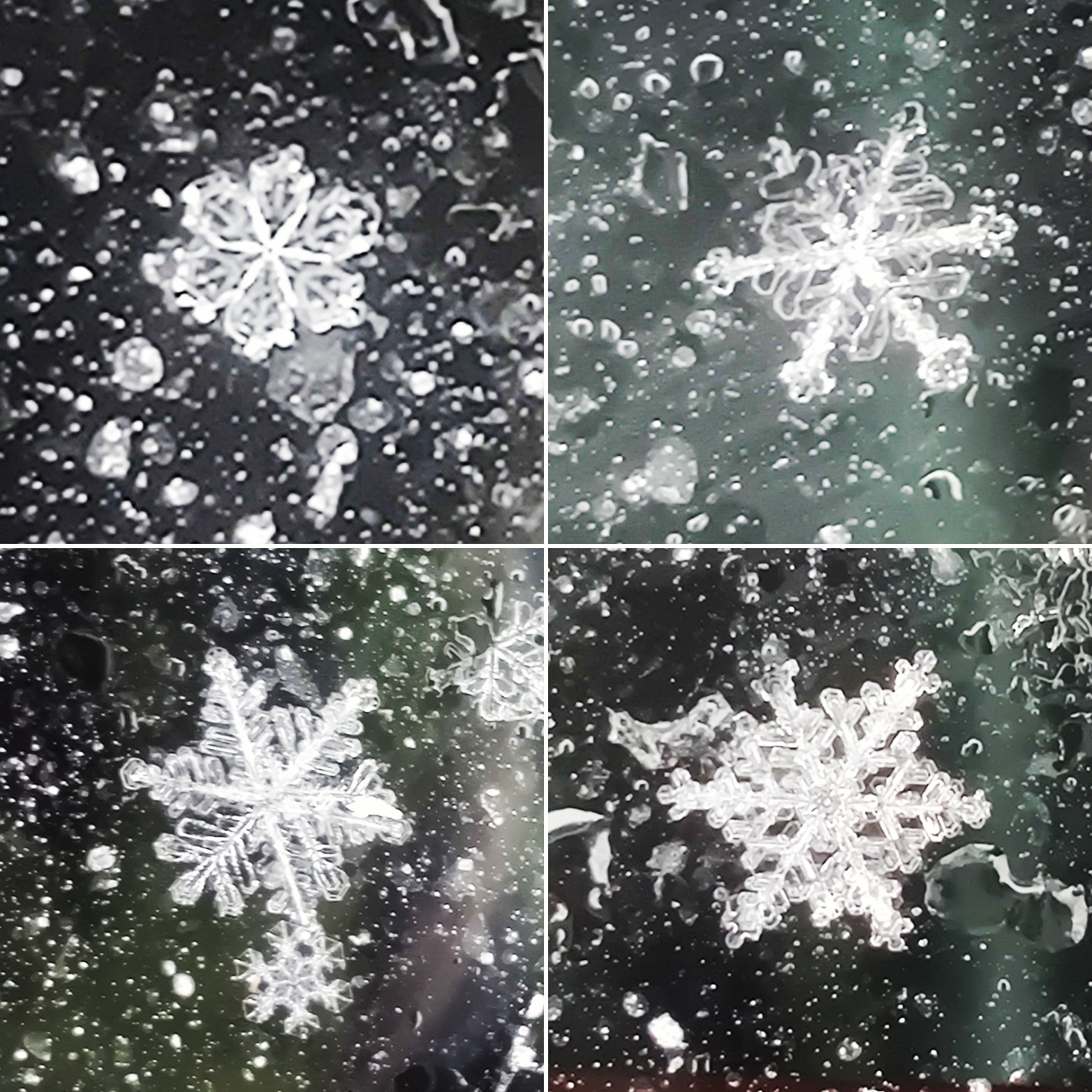 Macro Snowflakes | Scrolller
