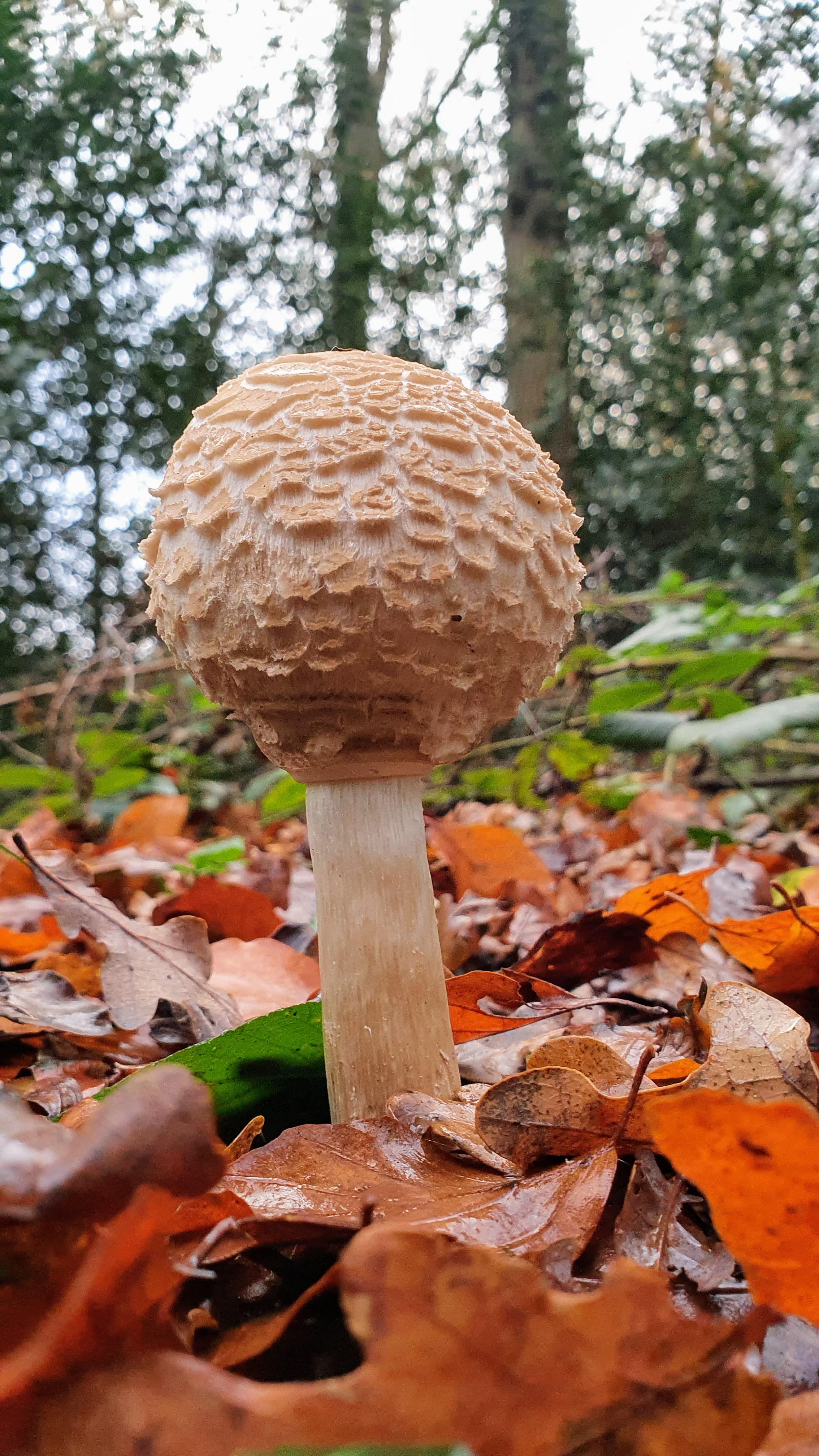 Macrolepiota procera (large umbrella mushroom) | Scrolller