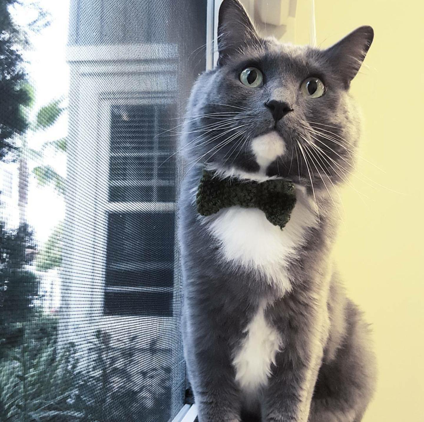 Made a knitted bow tie from scratch for little fur ball. He's ready for work! X post r/aww r ...