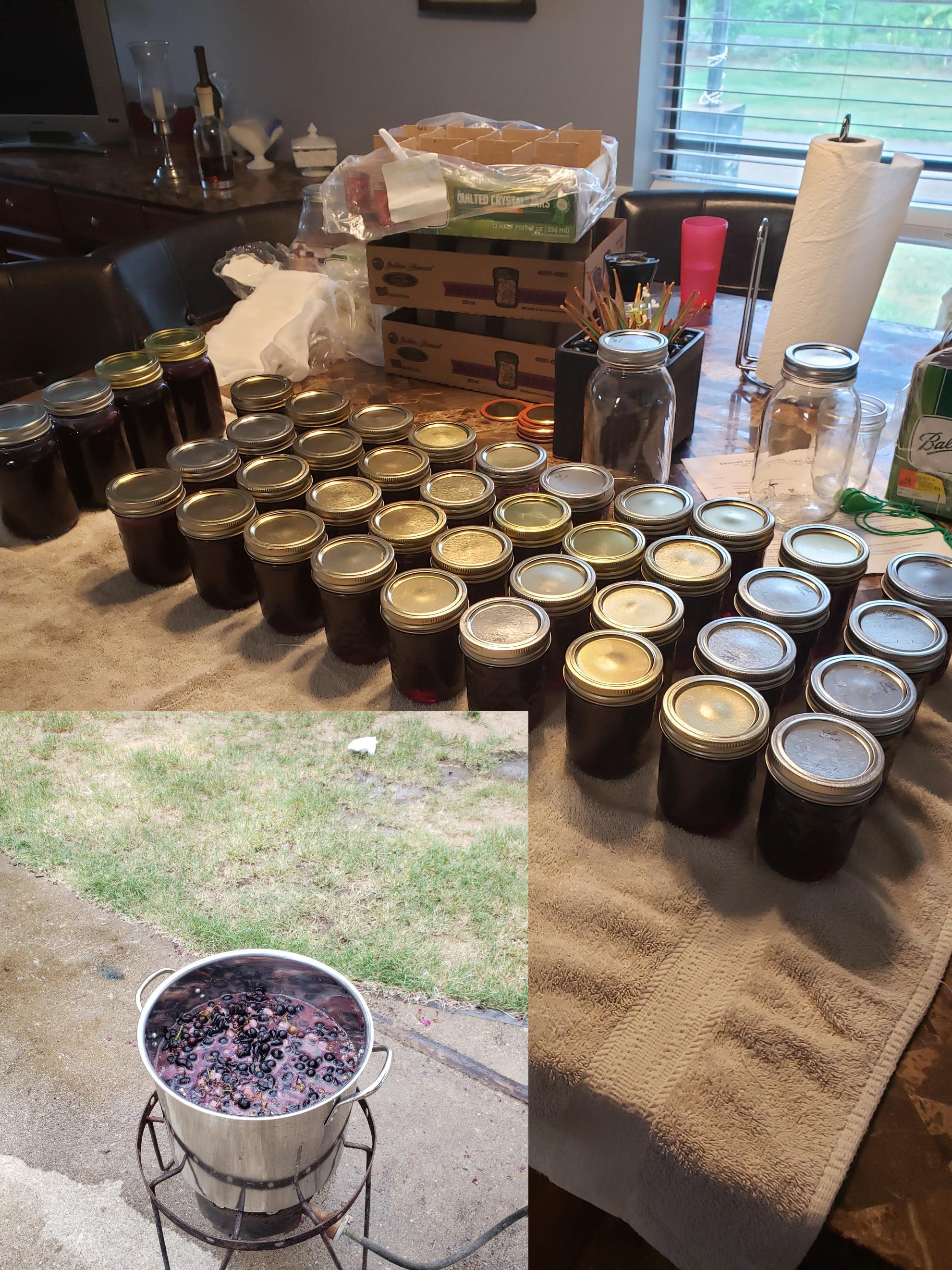 Made A LOT of wild grape jelly. | Scrolller