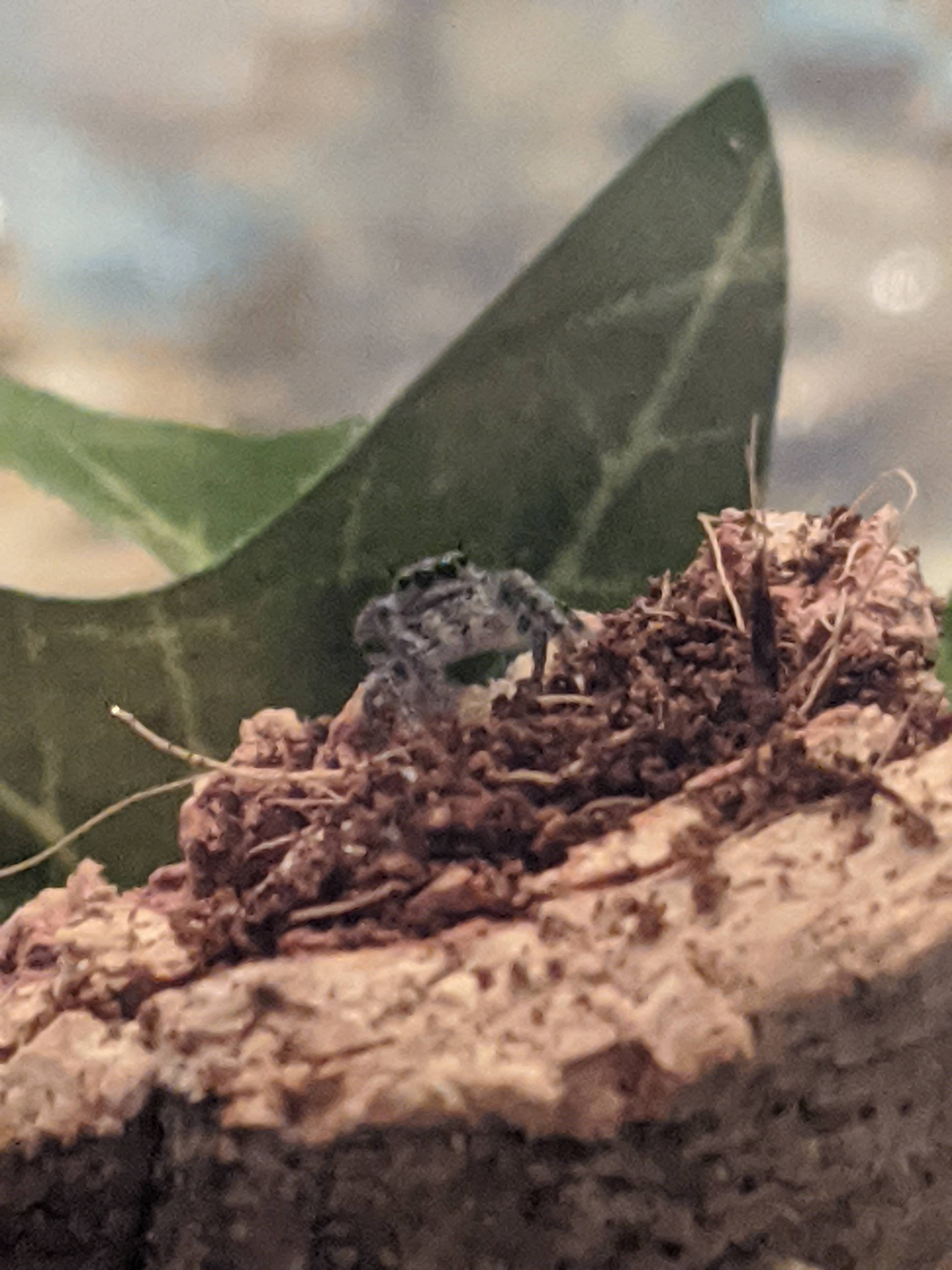 Made a new enclosure for my regal | Scrolller