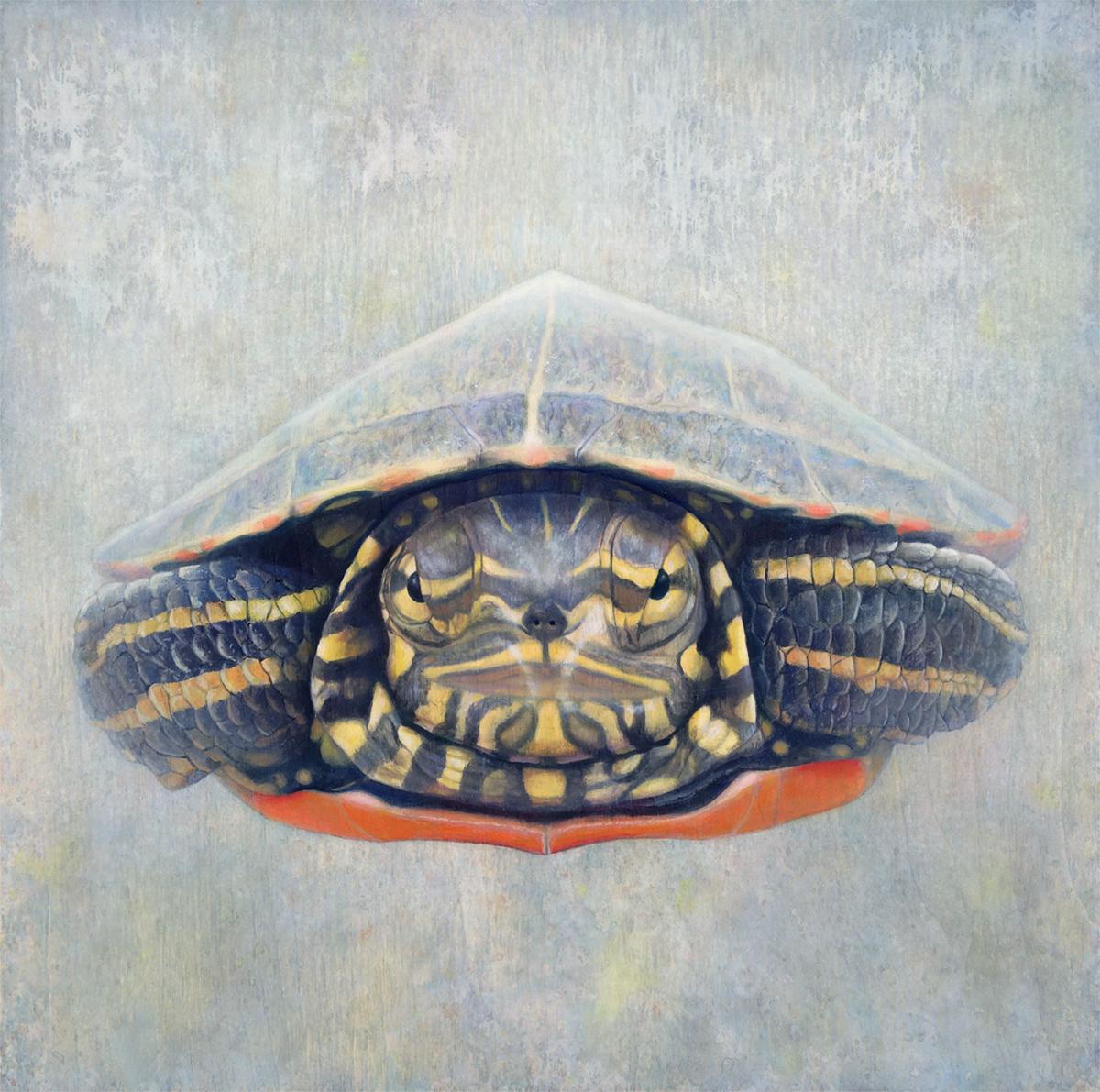 Made a painted turtle painting! | Scrolller