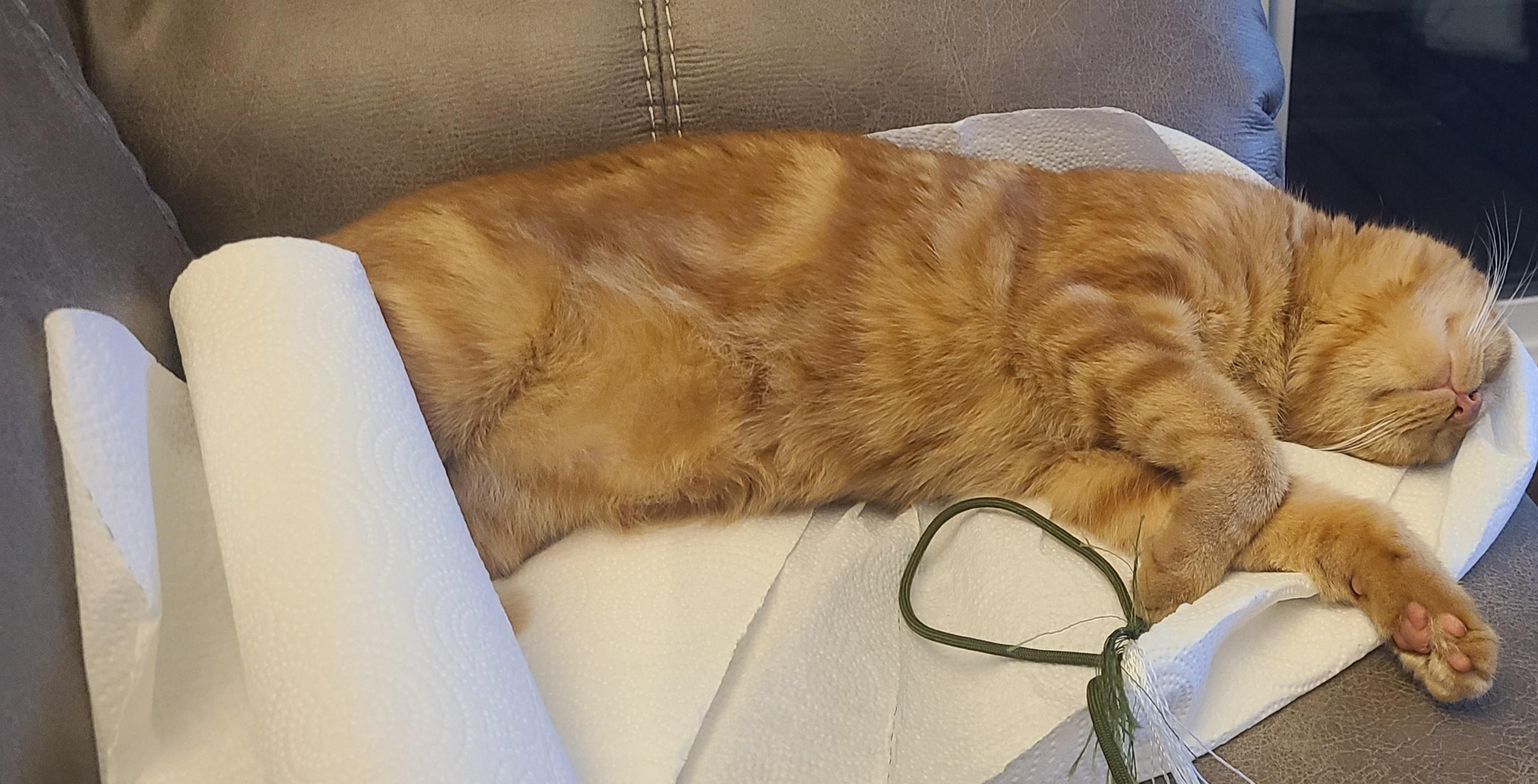 Made himself a paper towel bed | Scrolller