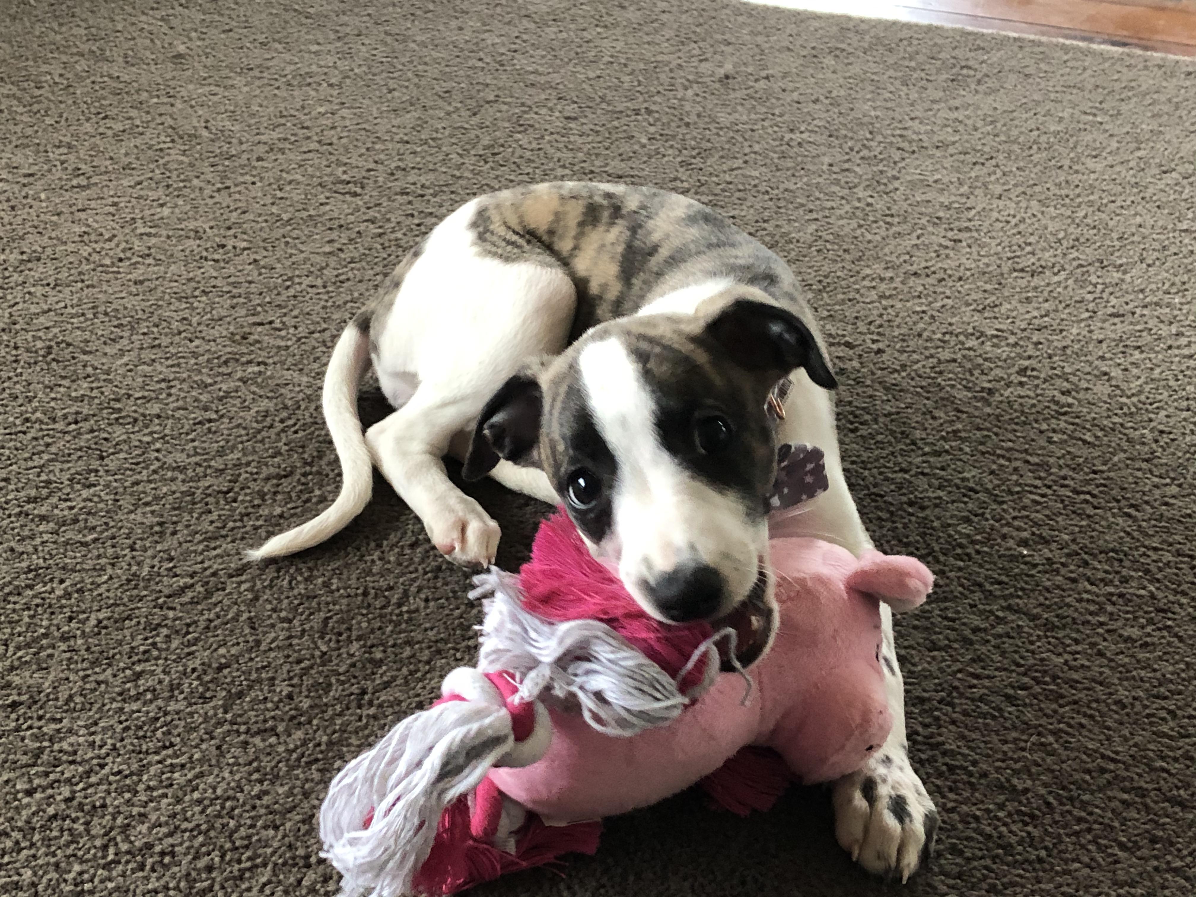 Maeve, our new puppy. | Scrolller