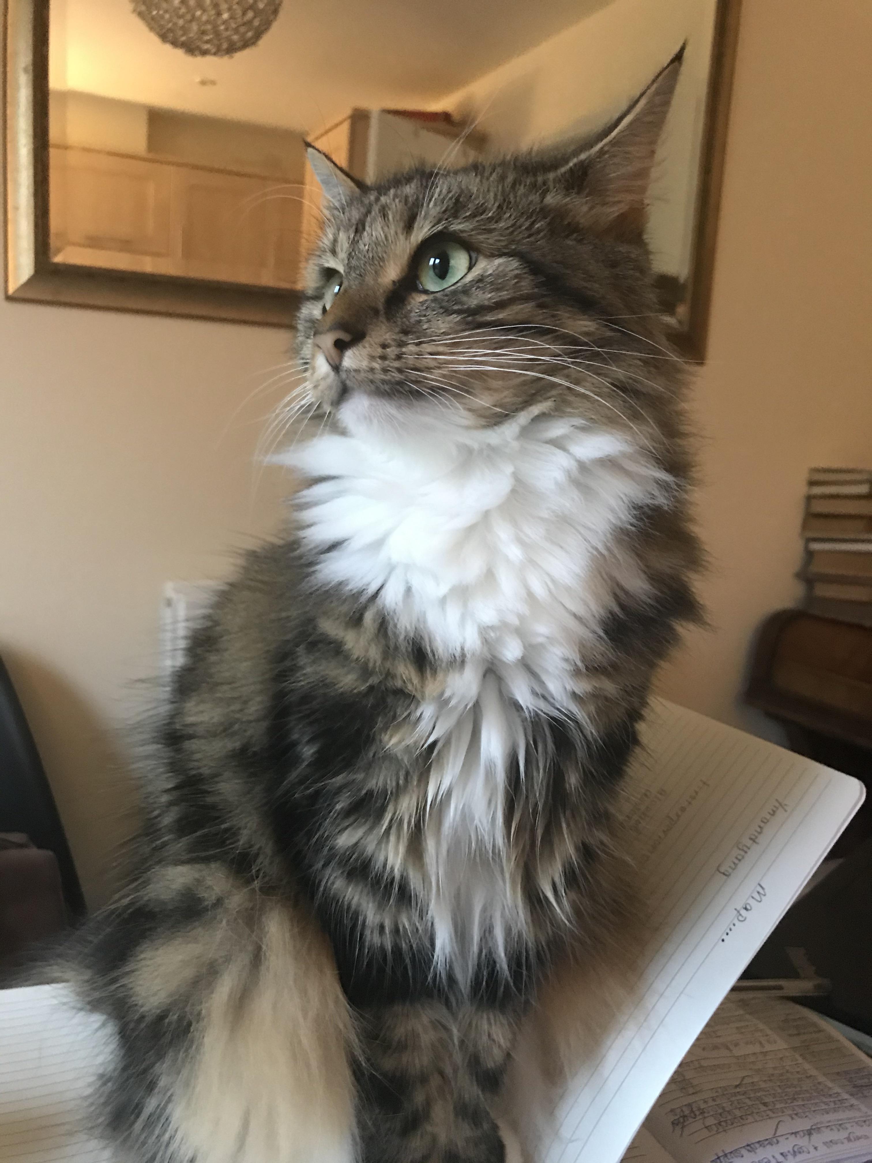 Majestic cat | Scrolller