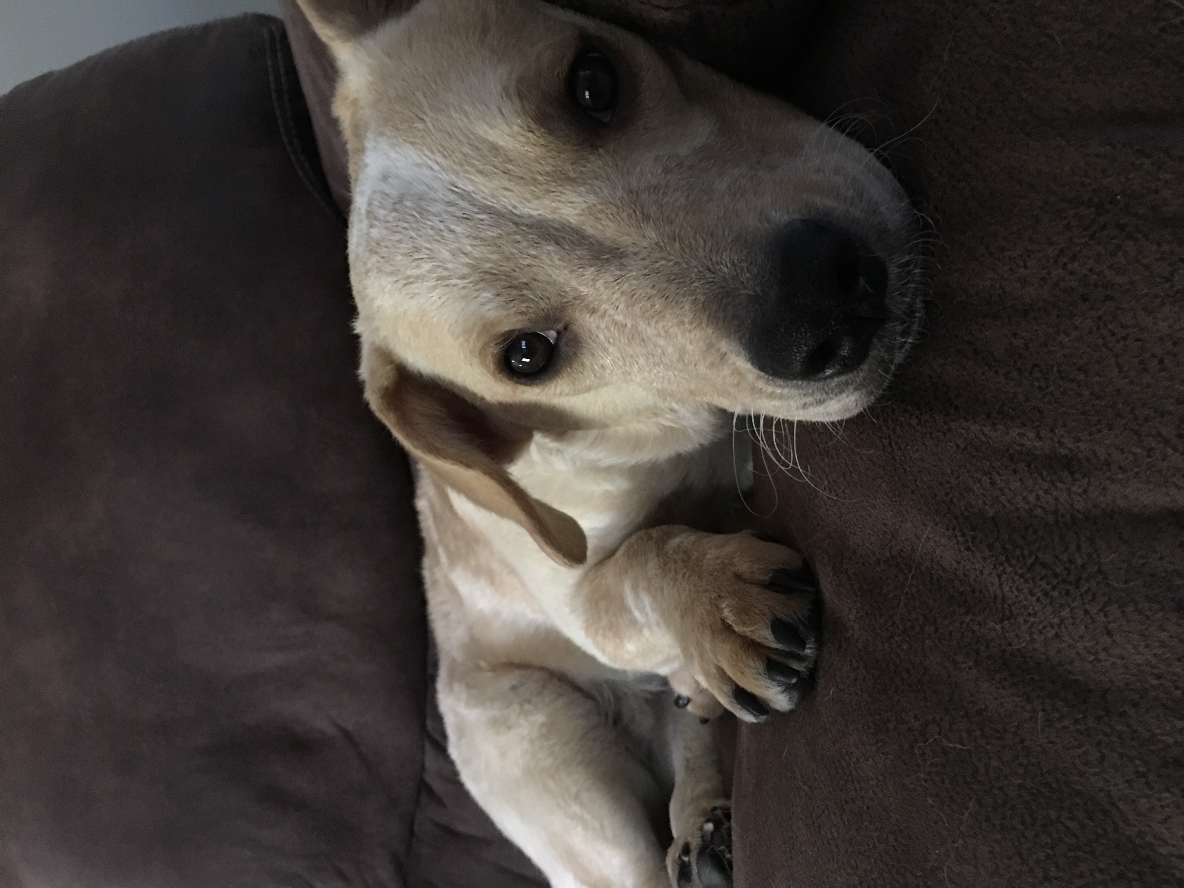 Majestic couch pupper. | Scrolller