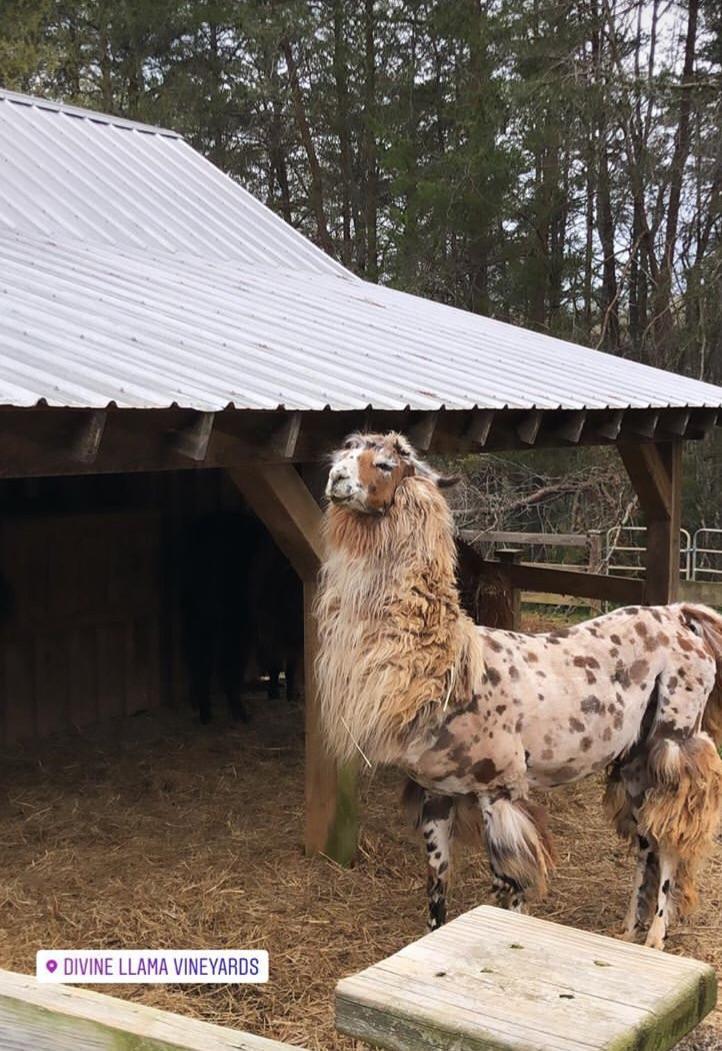 Majestic llama | Scrolller