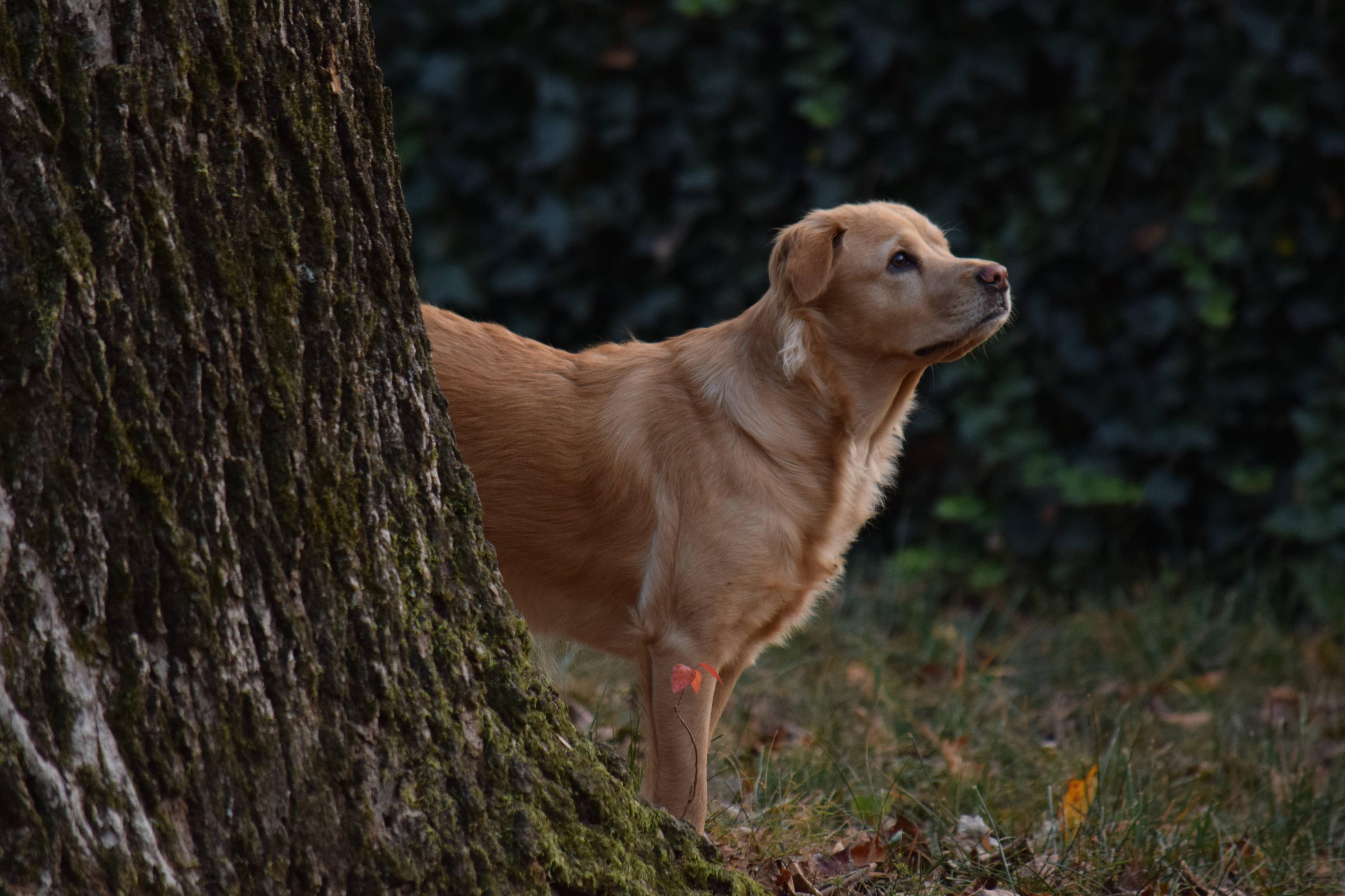 Majestic Murphy | Scrolller