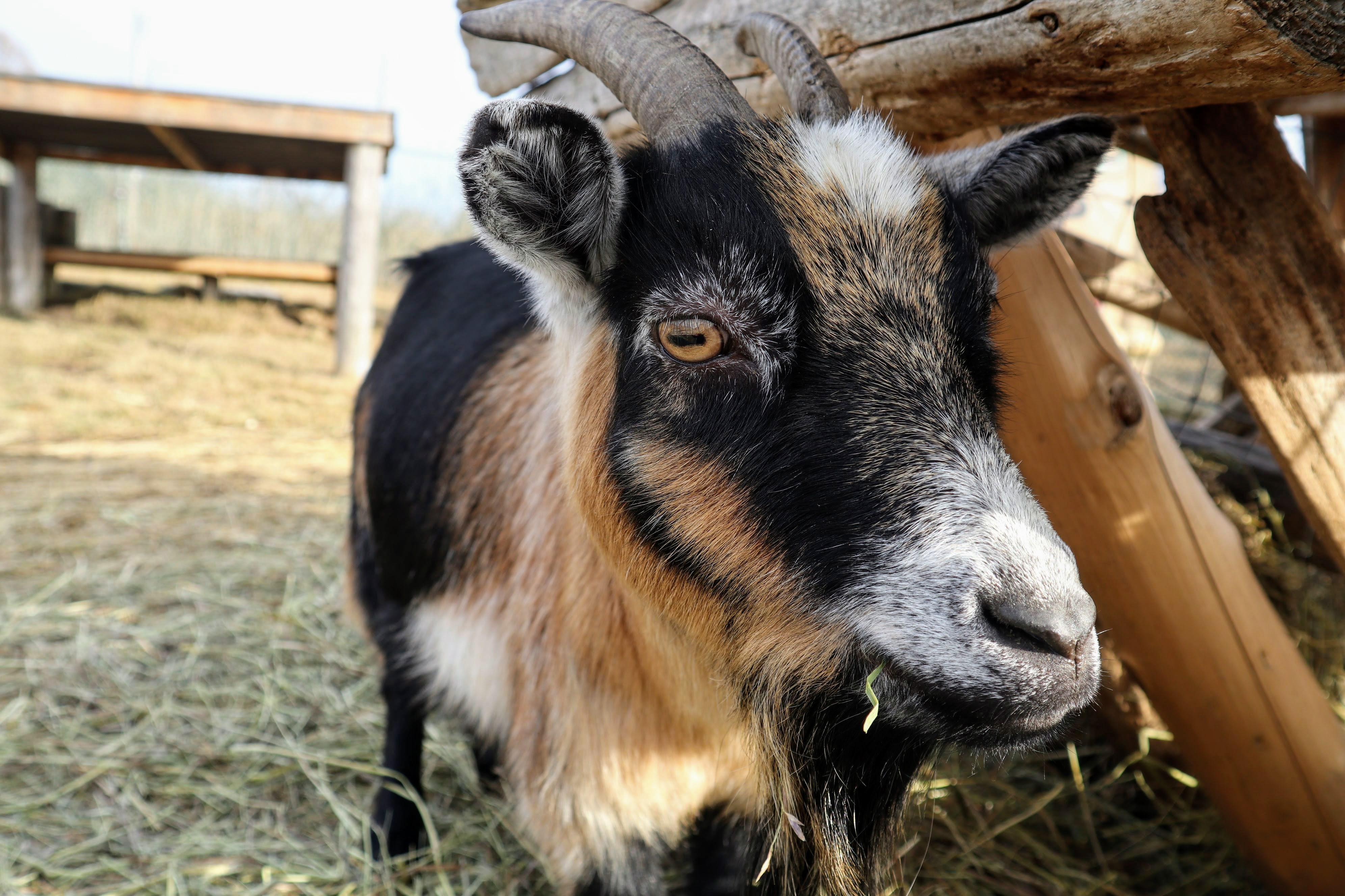 🔥 Making eye contact with a goat 🔥 | Scrolller