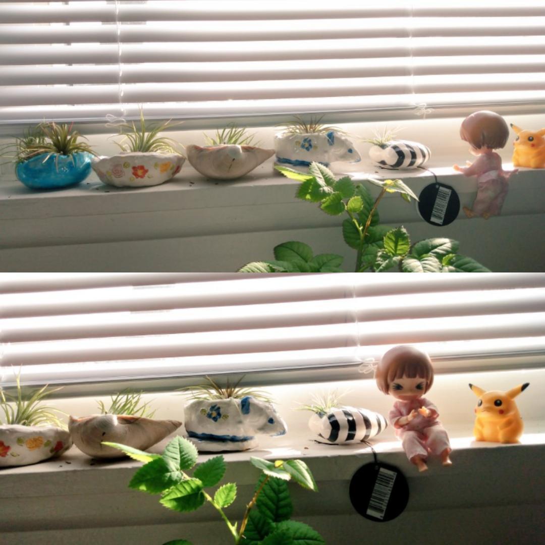 Mako checking out my new plants. | Scrolller