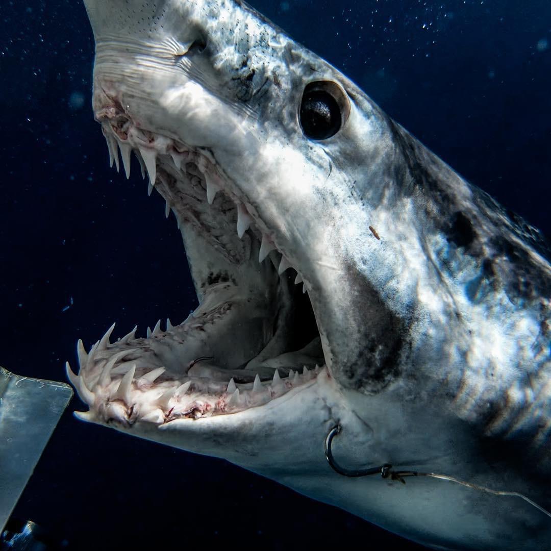 Mako Shark showing it’s teeth | Scrolller