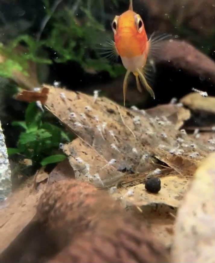 Mama apisto with her fry! | Scrolller