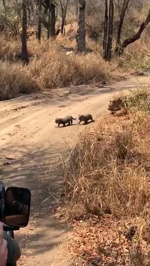 🔥 Mama leopard and her cubs. | Scrolller