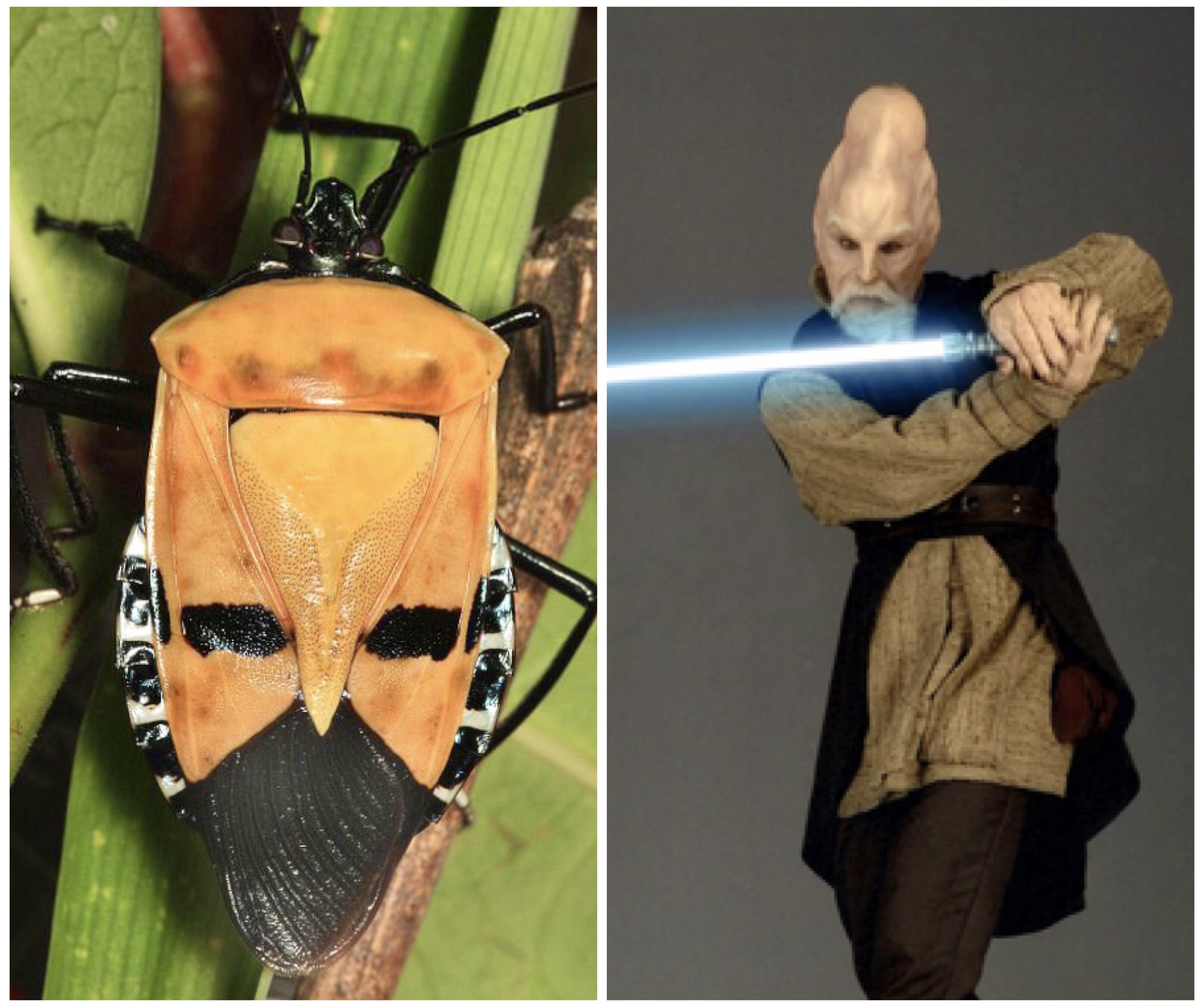 Man Faced Shield Bugs Look Like Ki Adi Mundi …something Something