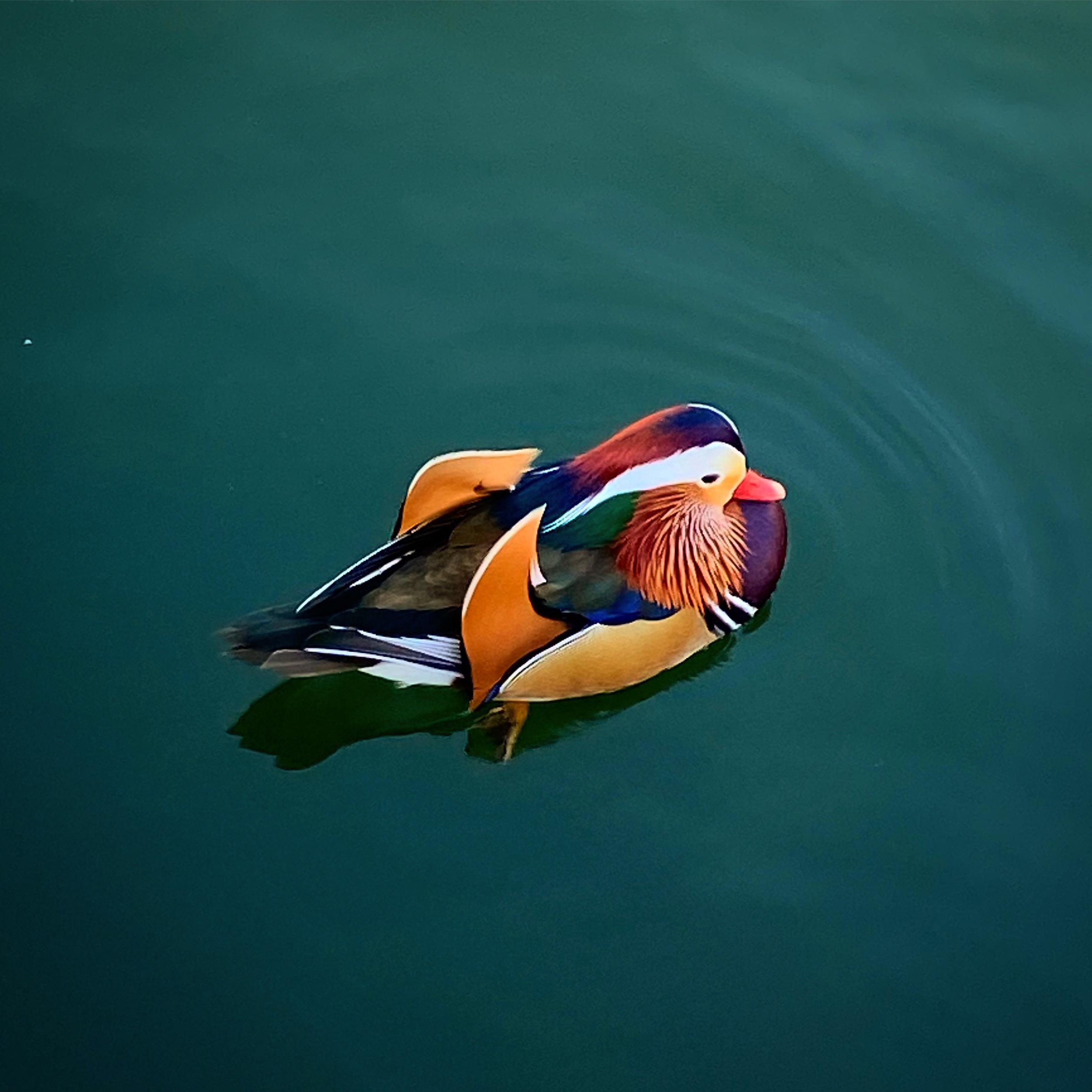 Mandarin Duck in Florissant | Scrolller