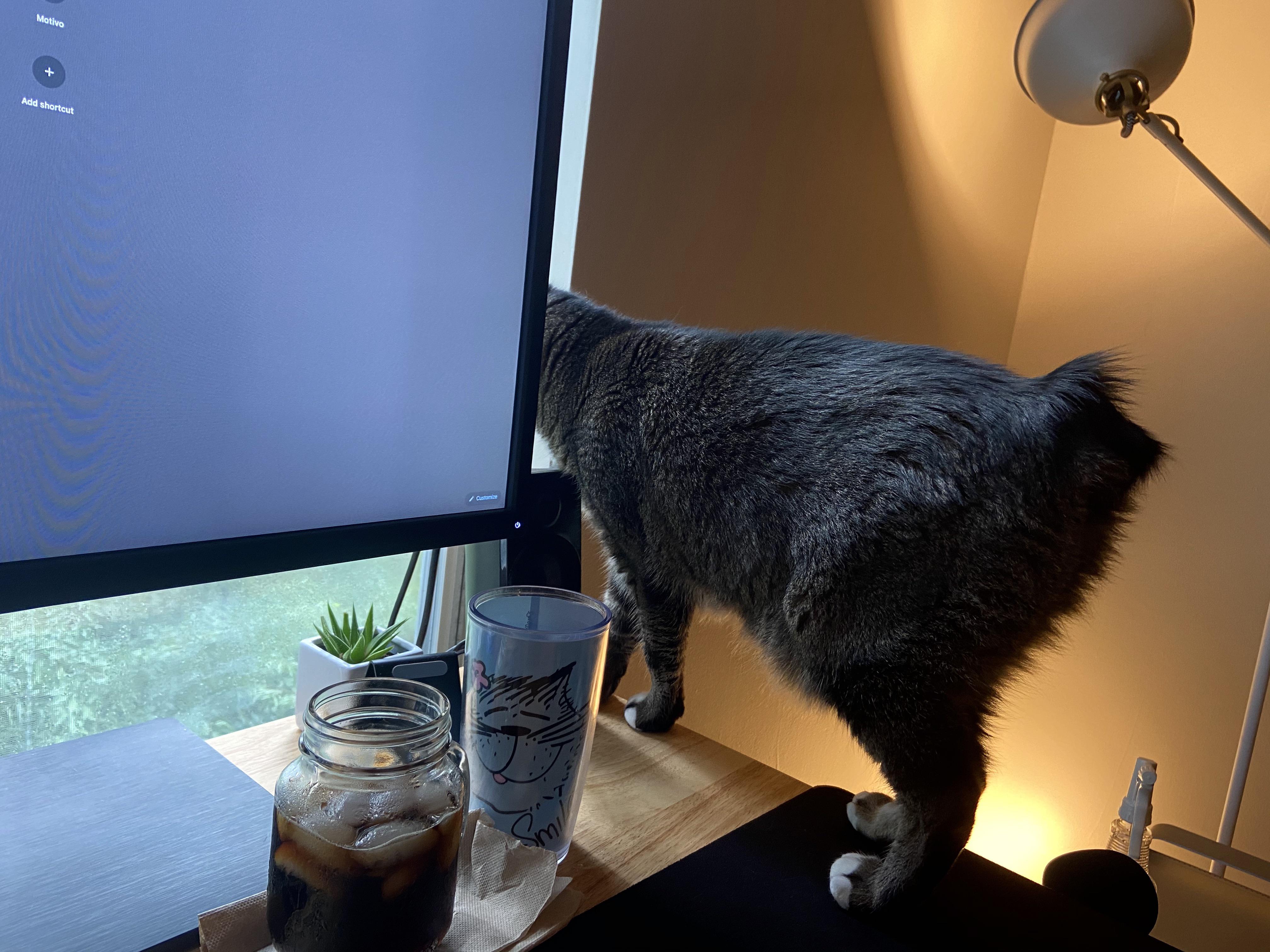 Manx gonna Manx | Scrolller