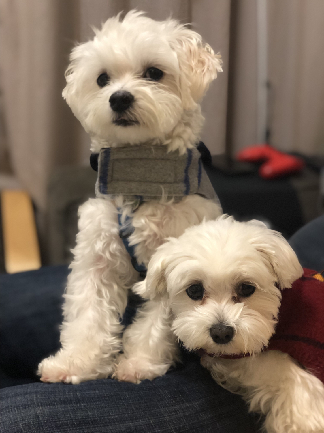 MaoMao and DiDi posing for the camera | Scrolller