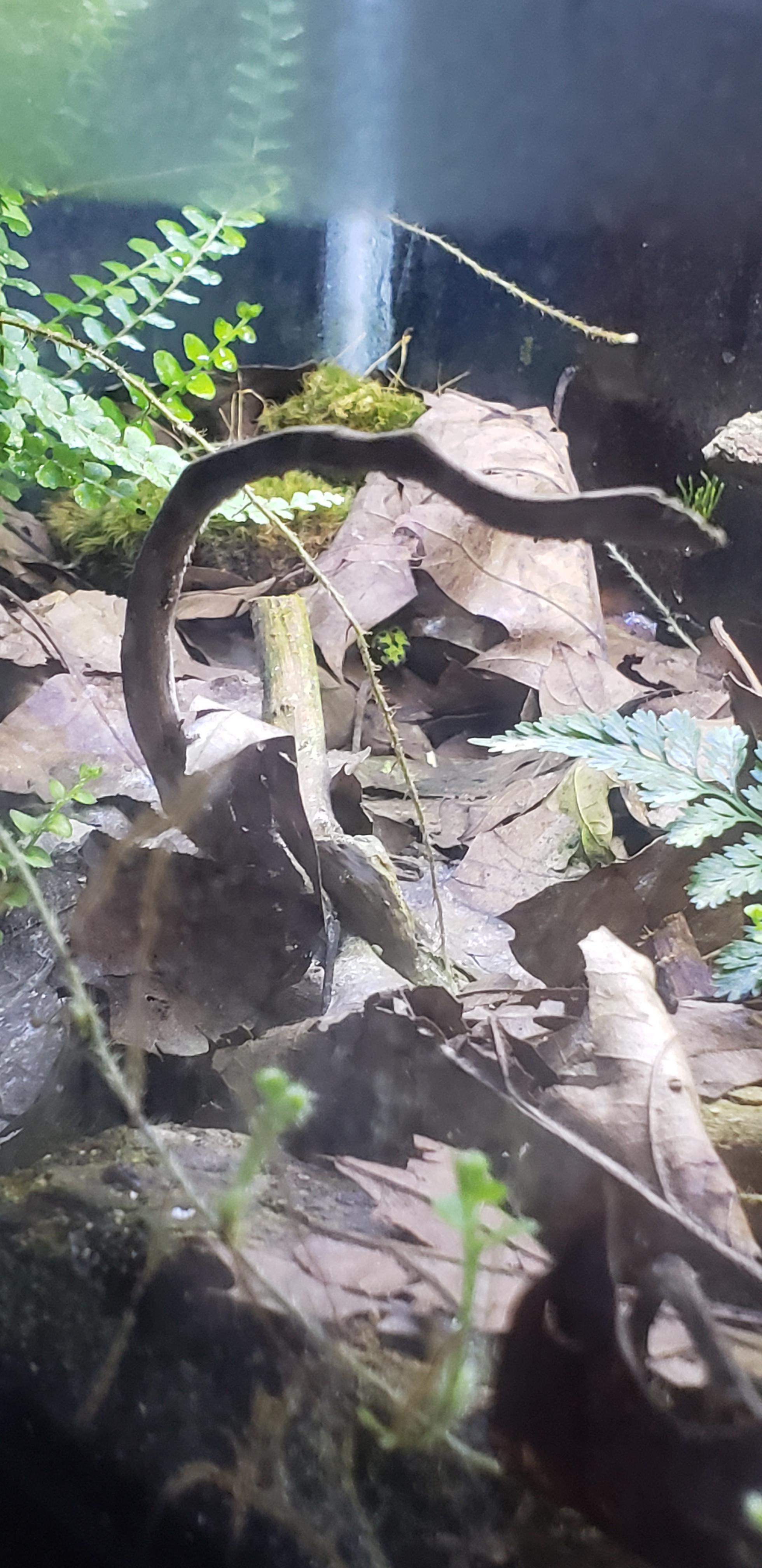 Marbled Newt poking his head out | Scrolller