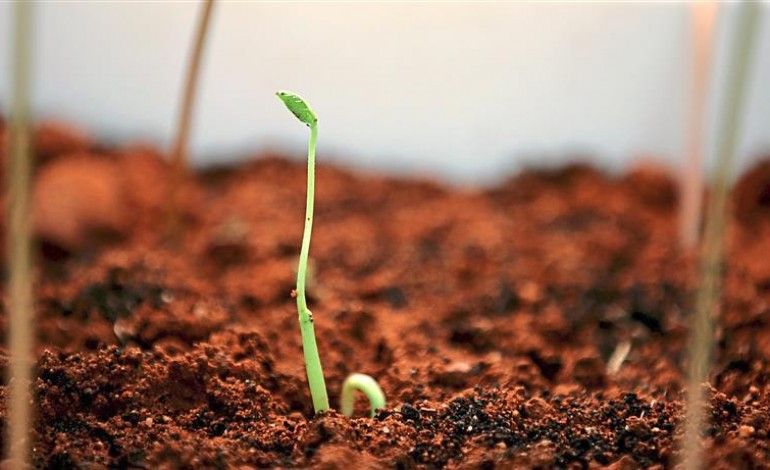Mars Vegetation UPDATE, today the samples were received and we each got ... Mars Vegetation UPDATE, today the samples were received and we each got ...