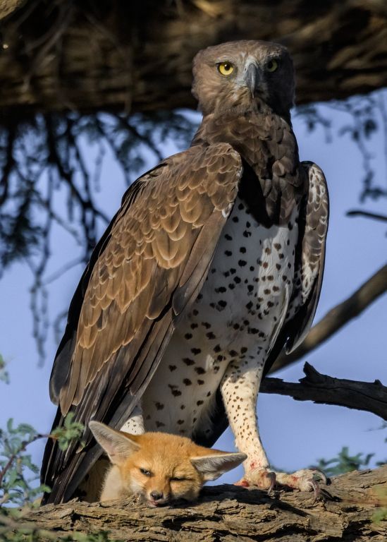 Martial Eagle that killed a Cape Fox | Scrolller
