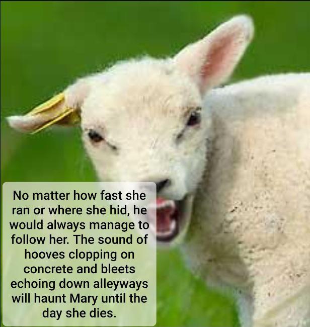 Mary Had a Little Lamb | Scrolller