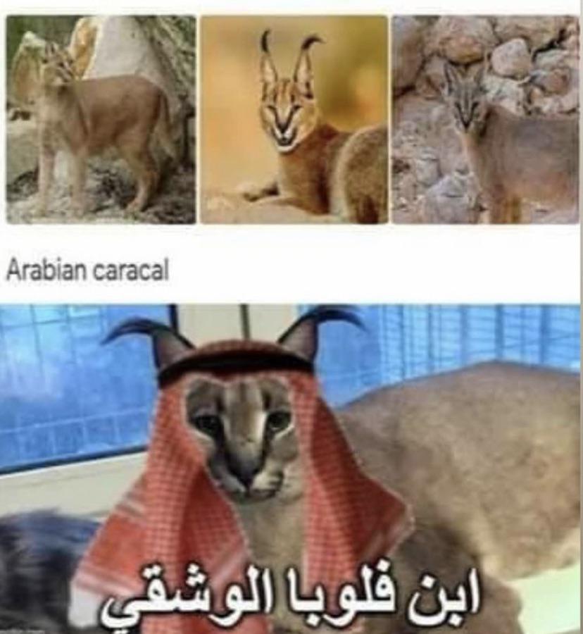 mashallah arabian floppa | Scrolller