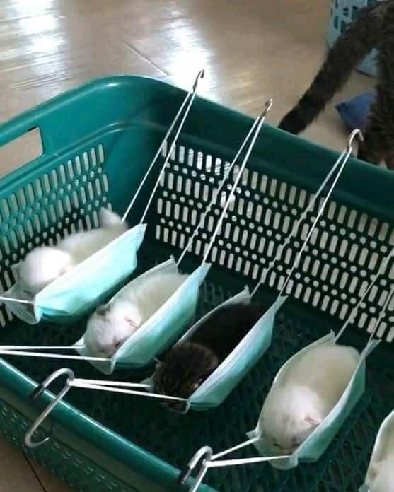 Mask hammocks for smol kittens | Scrolller