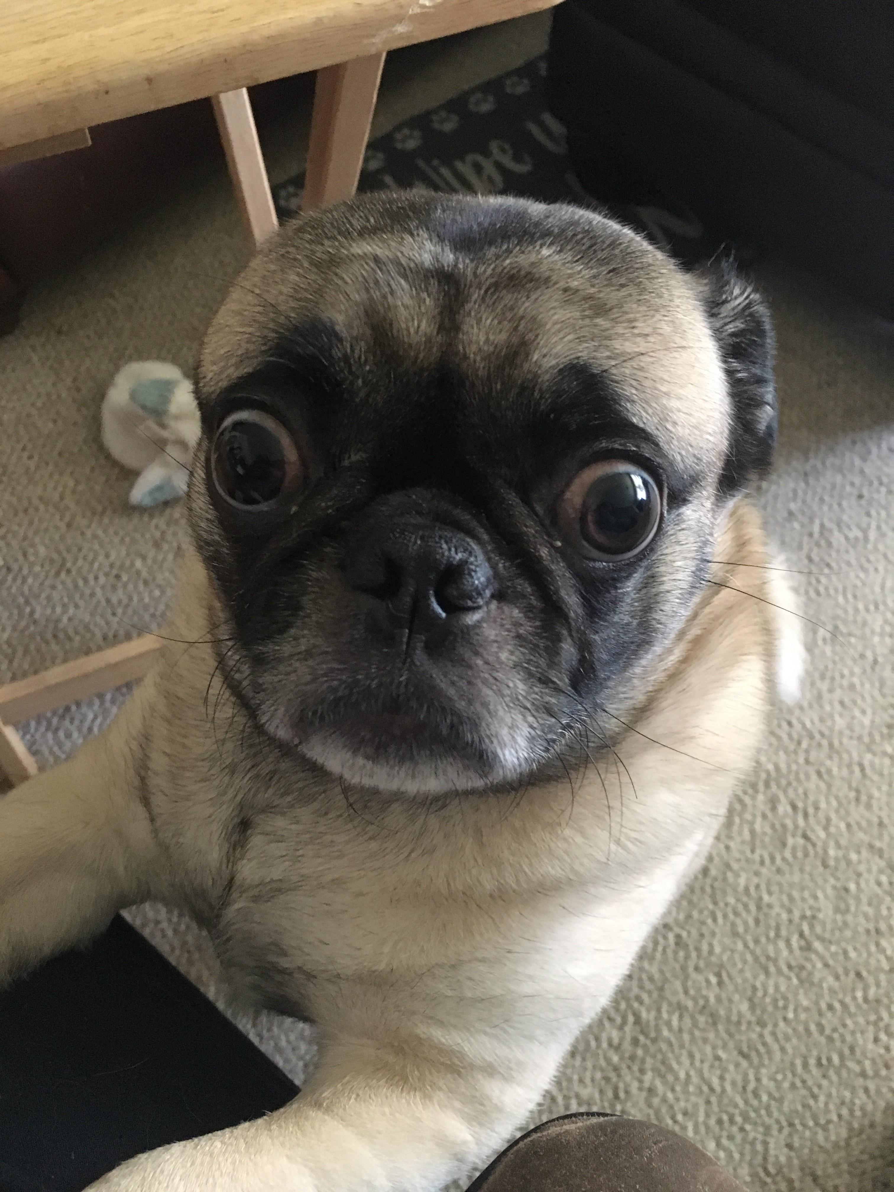 Mason and all his bug eyed cuteness. | Scrolller