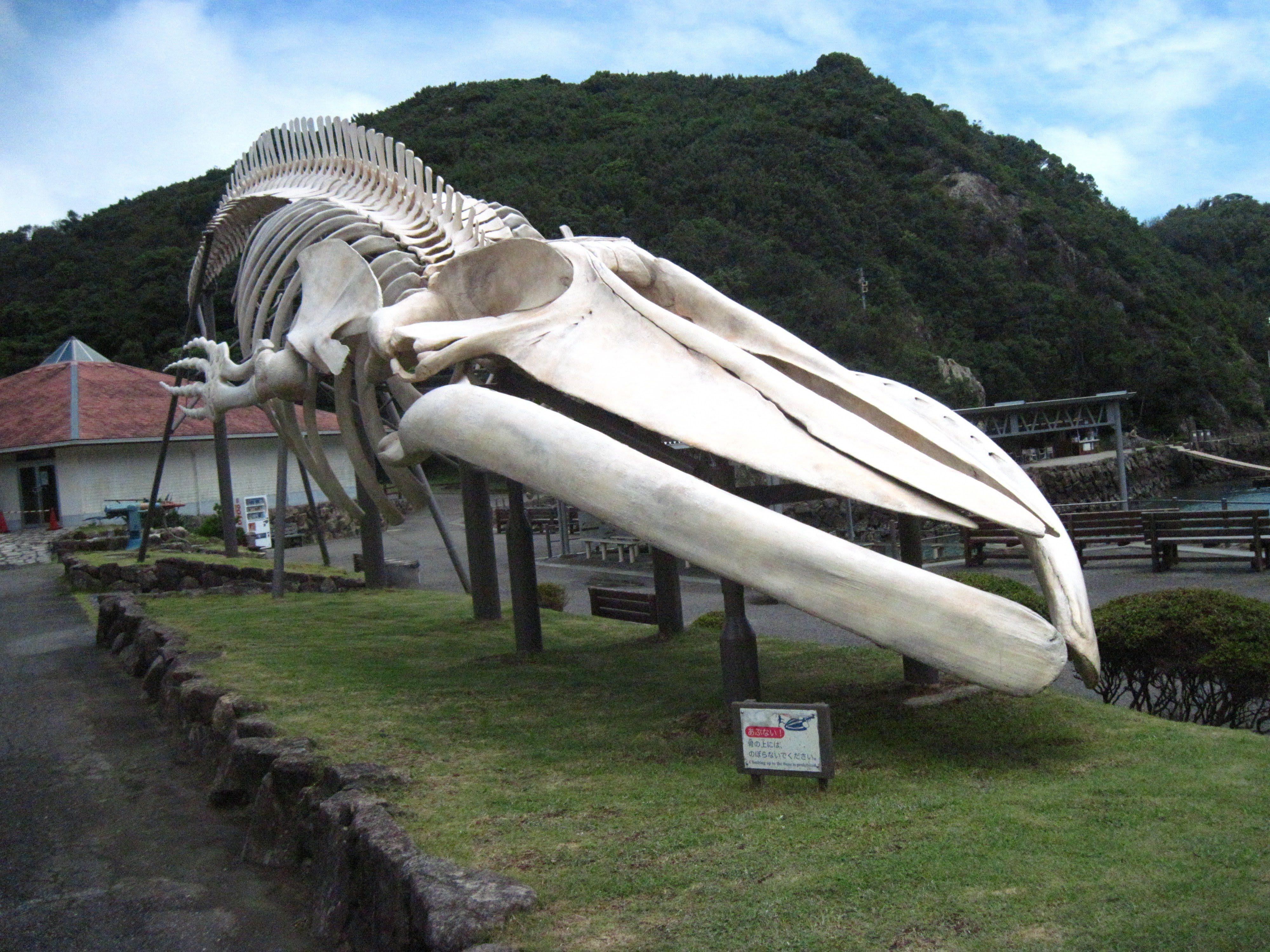 massive skeleton at a whale museum in Japan [oc] | Scrolller