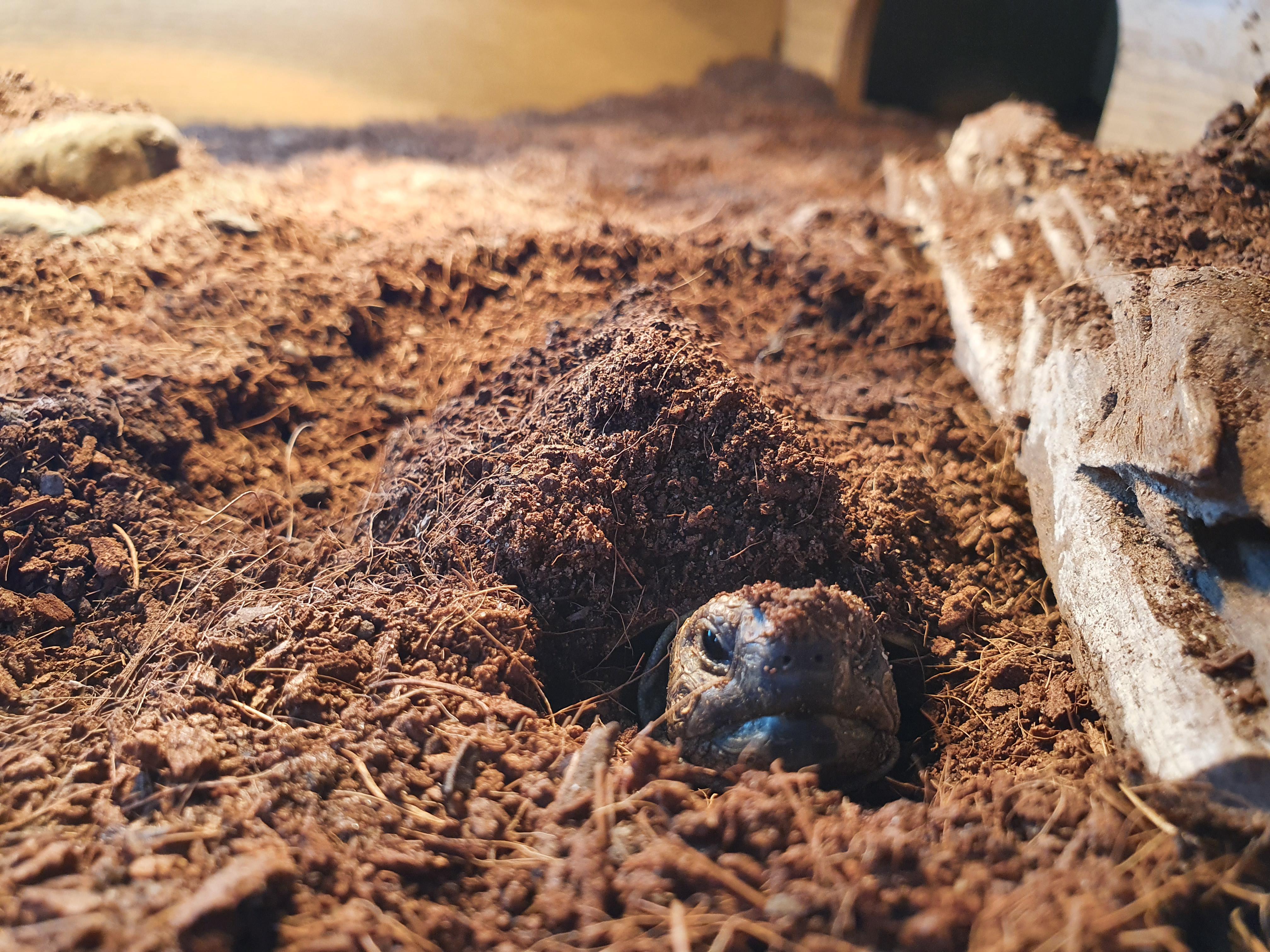 Master of disguise | Scrolller