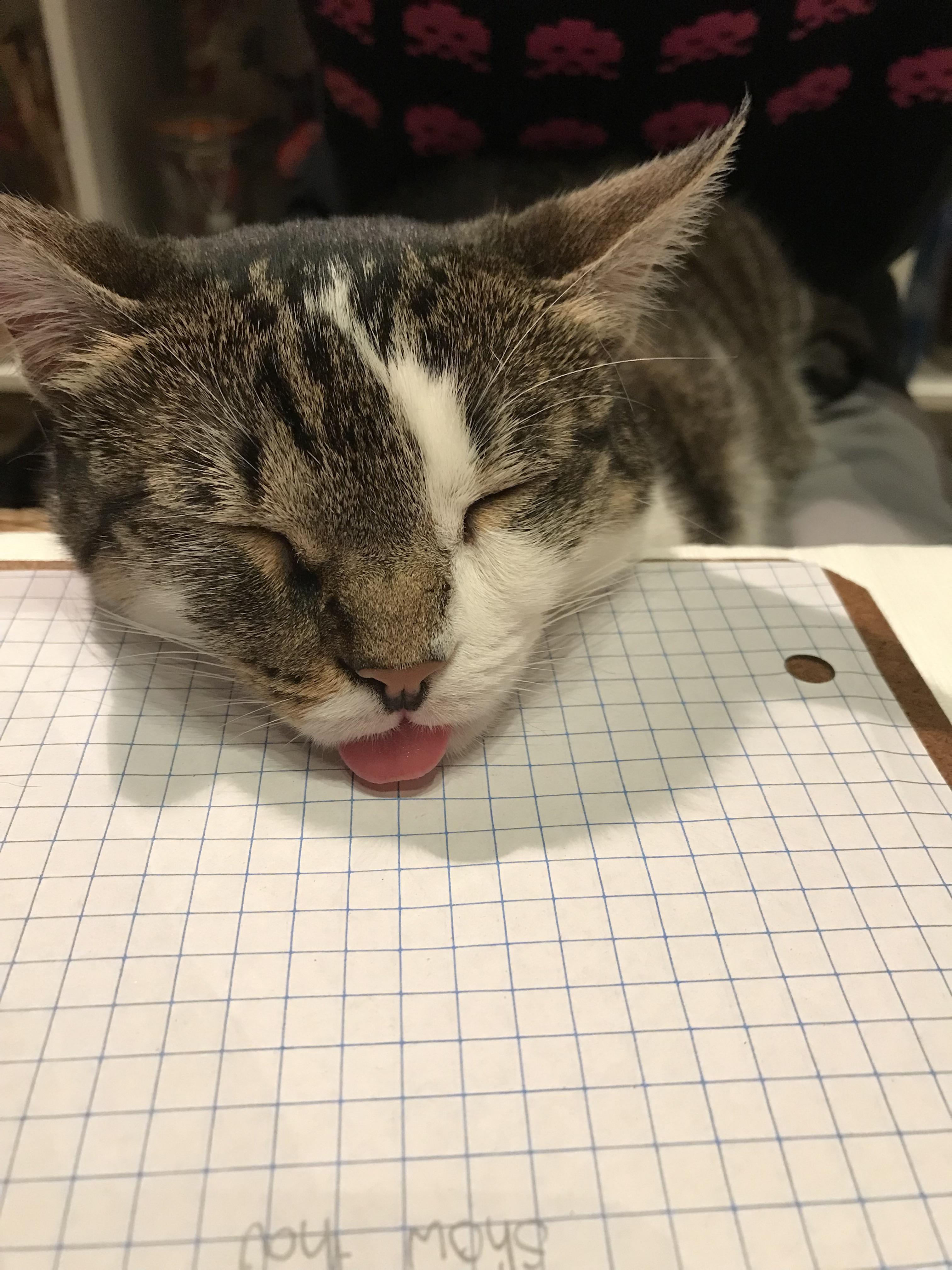Math homework mlem | Scrolller