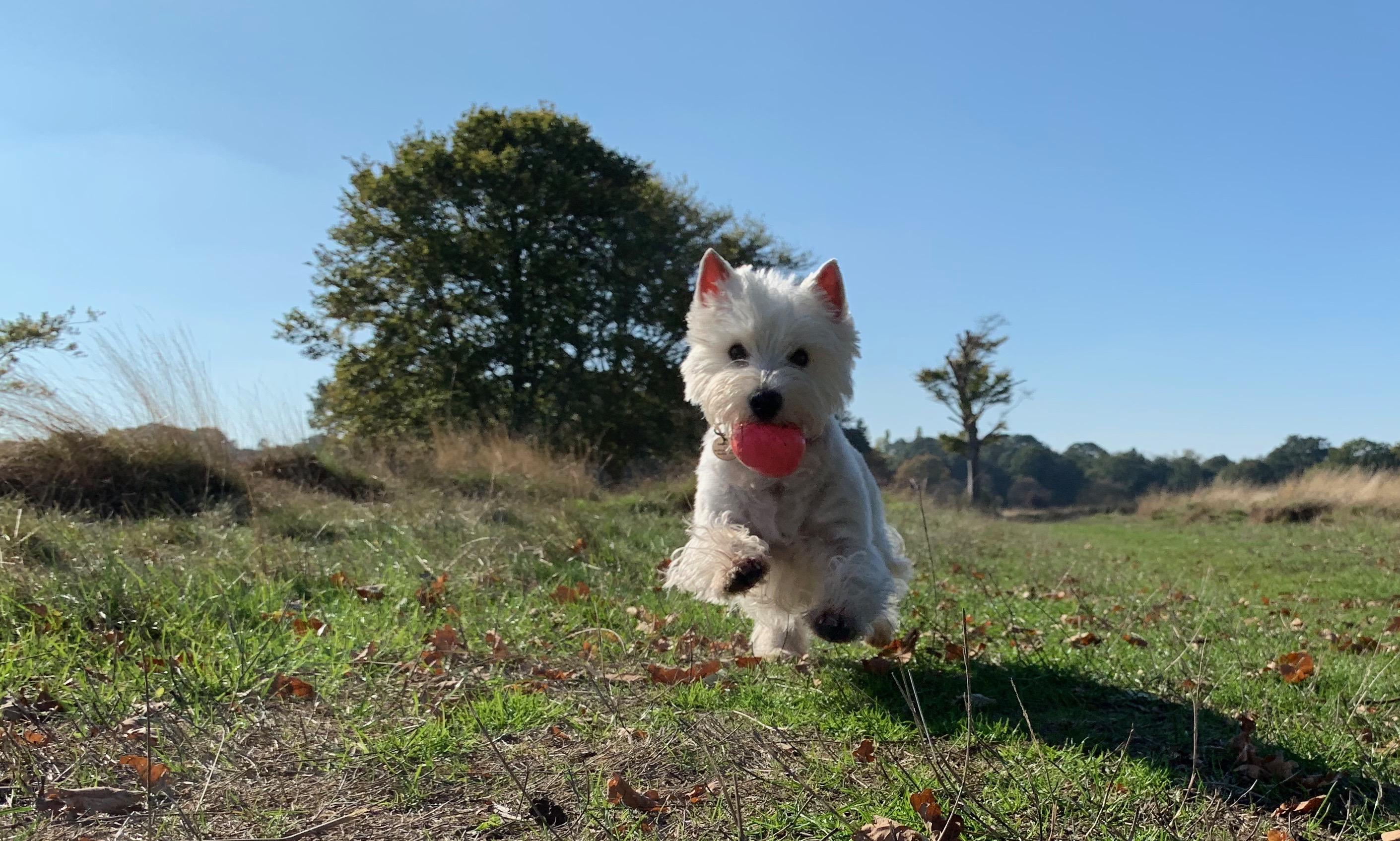 Matilda loves to play ball | Scrolller