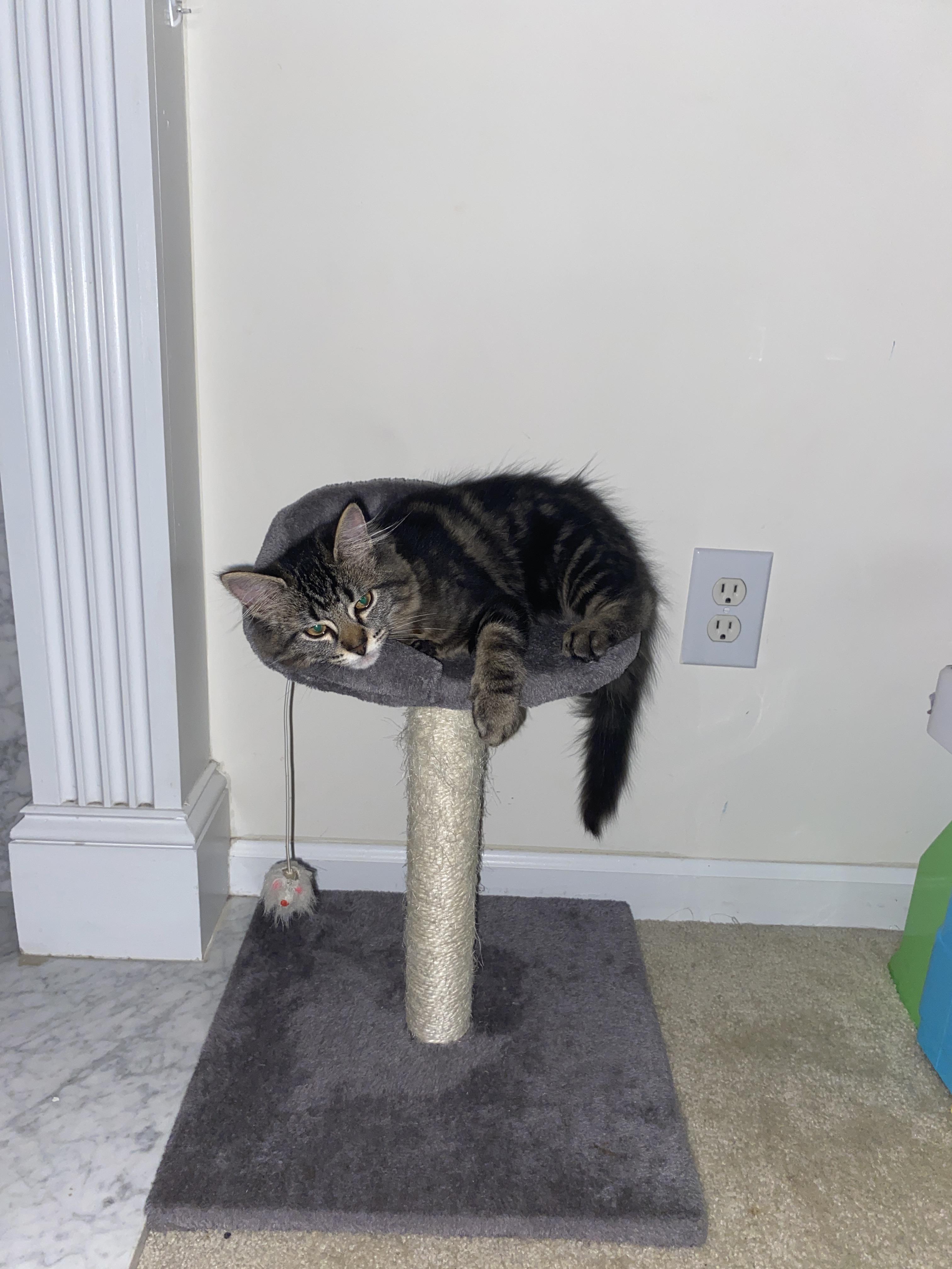 MAUI IS SO CUTE! | Scrolller