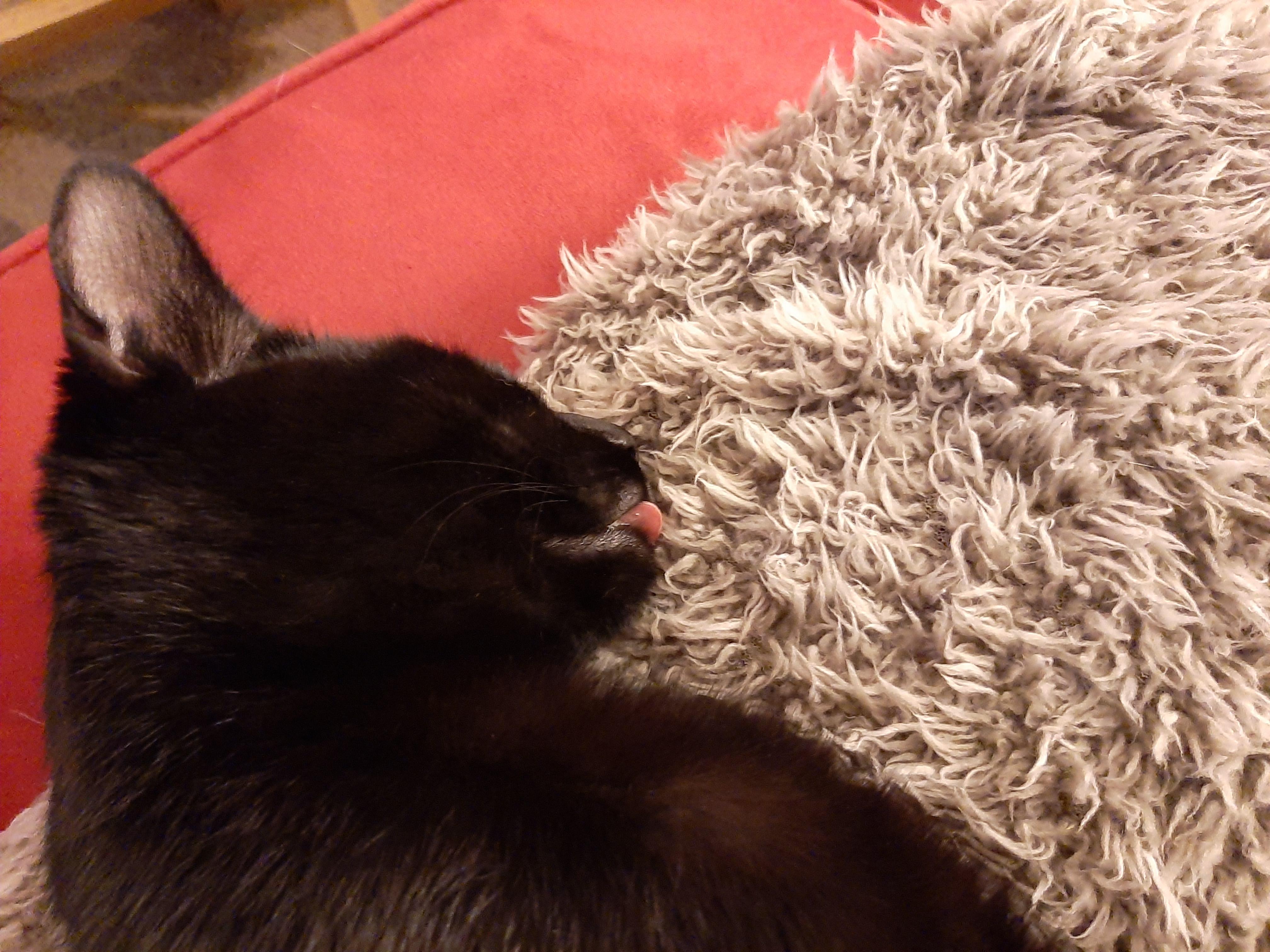 Max fell asleep on his blanket! | Scrolller