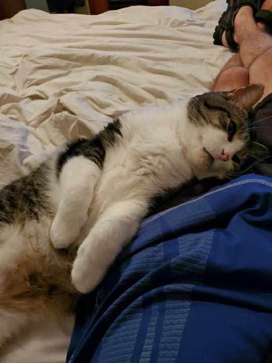 Max 'Mirin his Hooman. | Scrolller