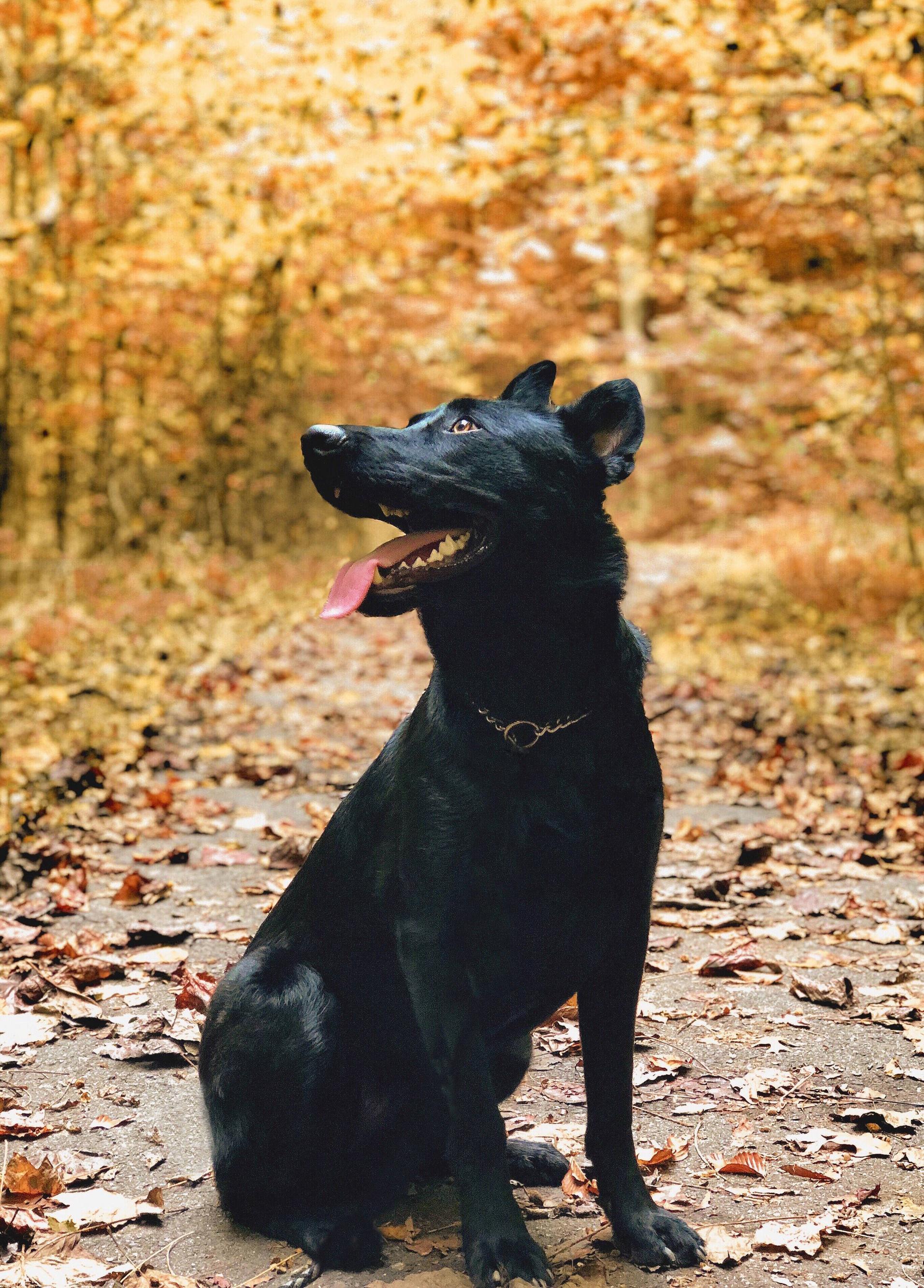 Max the Shepard | Scrolller