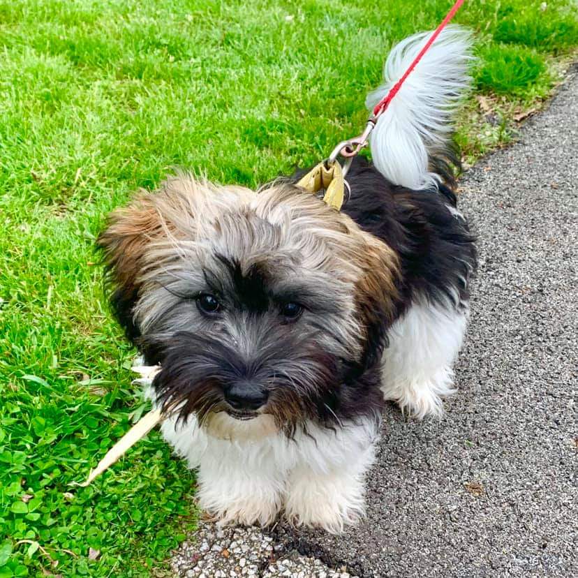 Max the Vampire Slayer | Scrolller