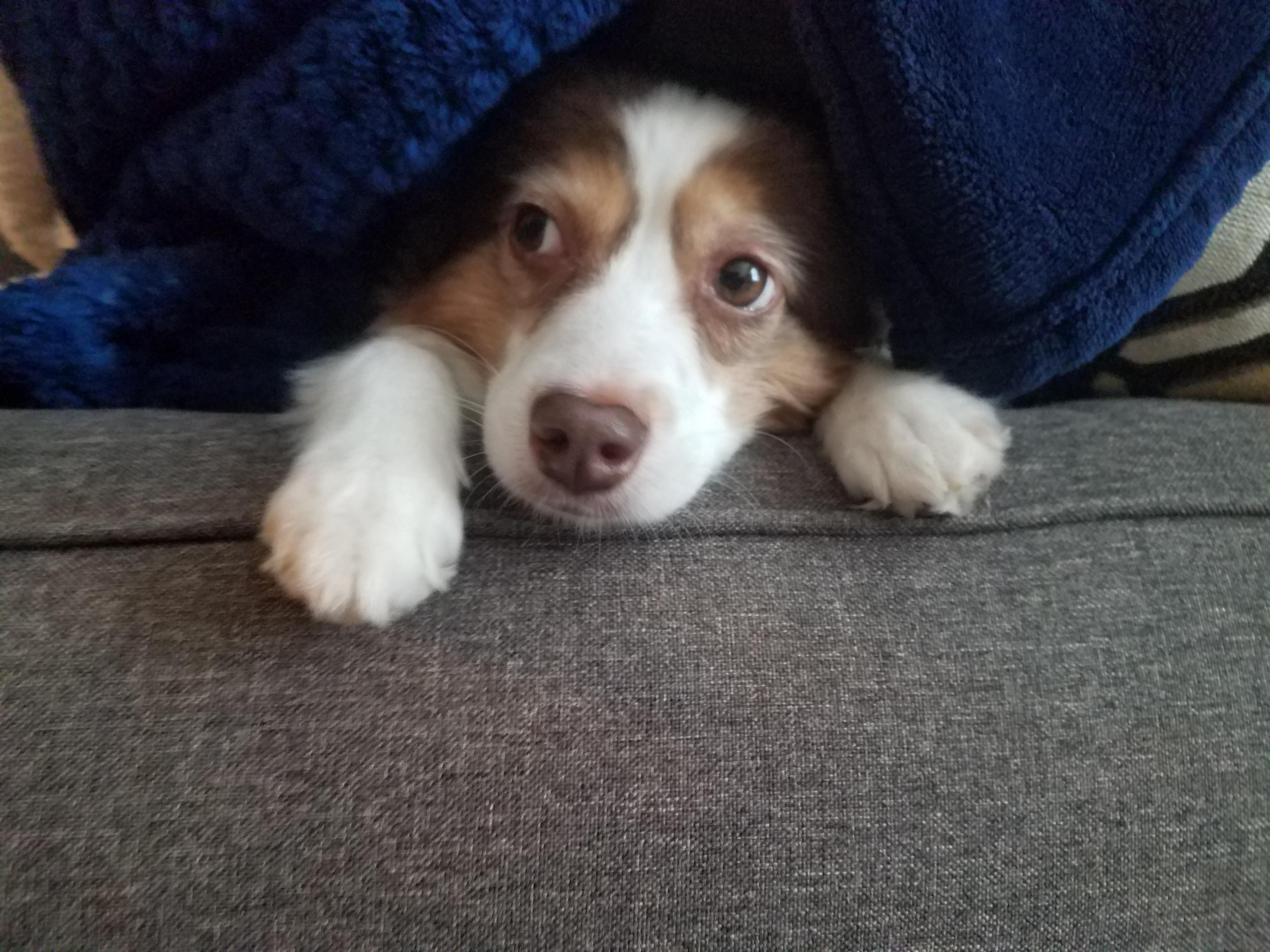 Discover more like TuckedInPuppies: Maximum Tuckage and Related Content | Scrolller