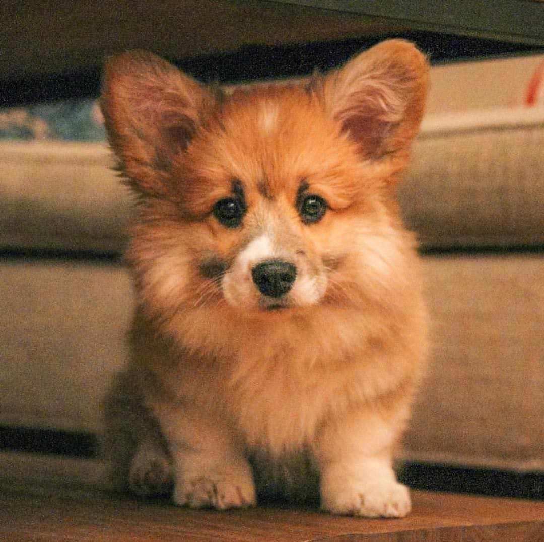 Maxine is the floofiest little baby corgi | Scrolller