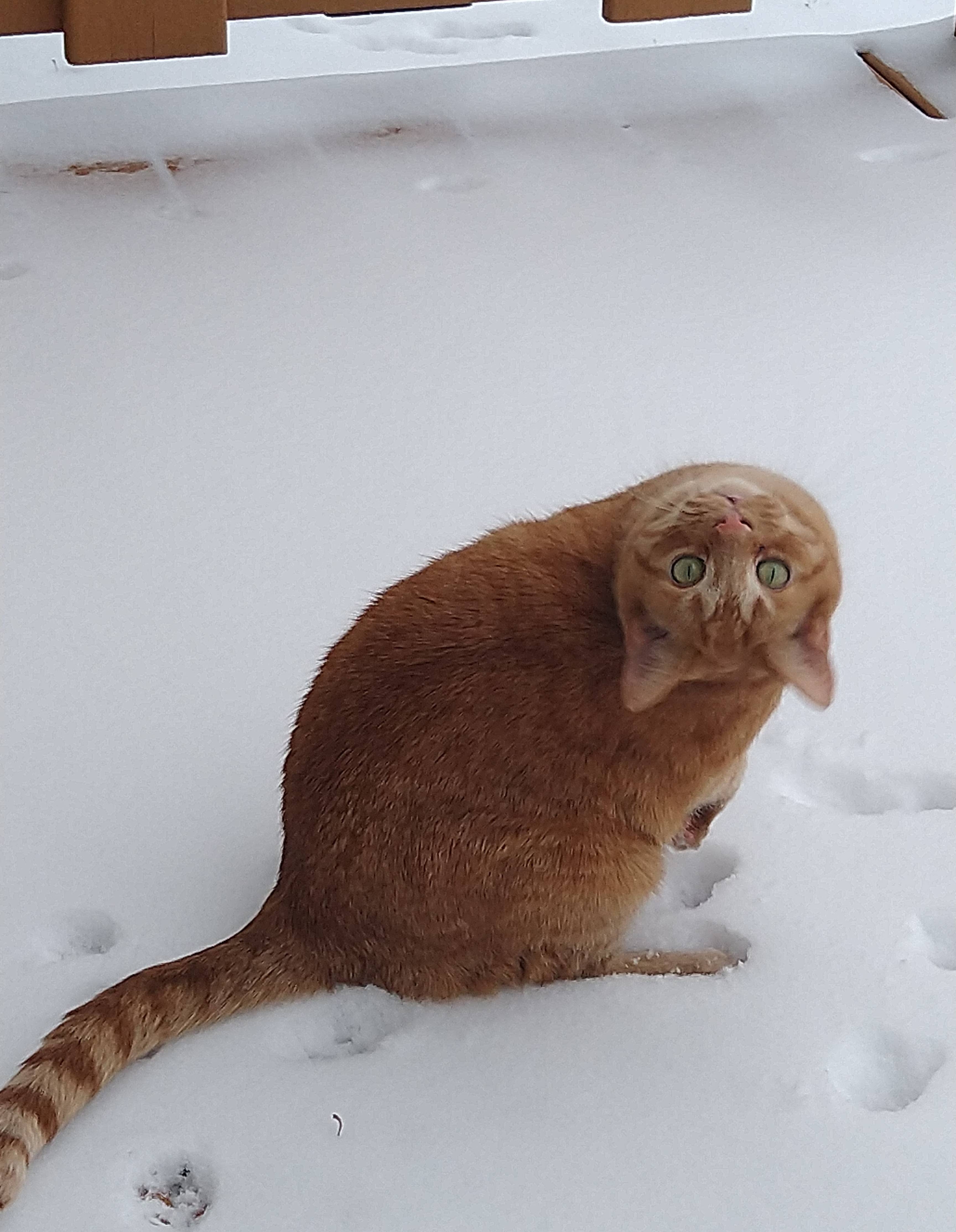Maynard in the snow. | Scrolller