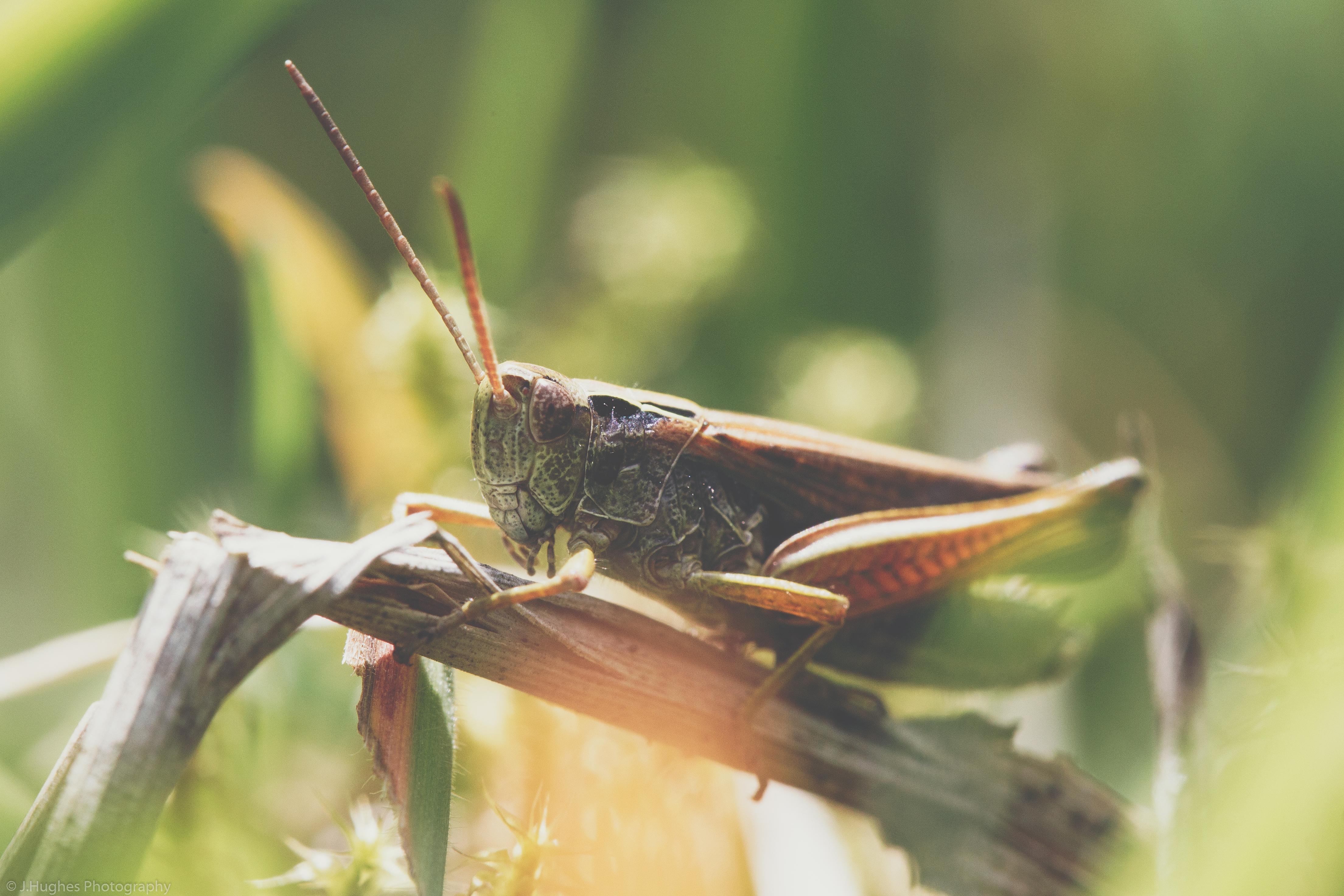 Meadow Grasshopper (Chorthippus parallelus) | Scrolller
