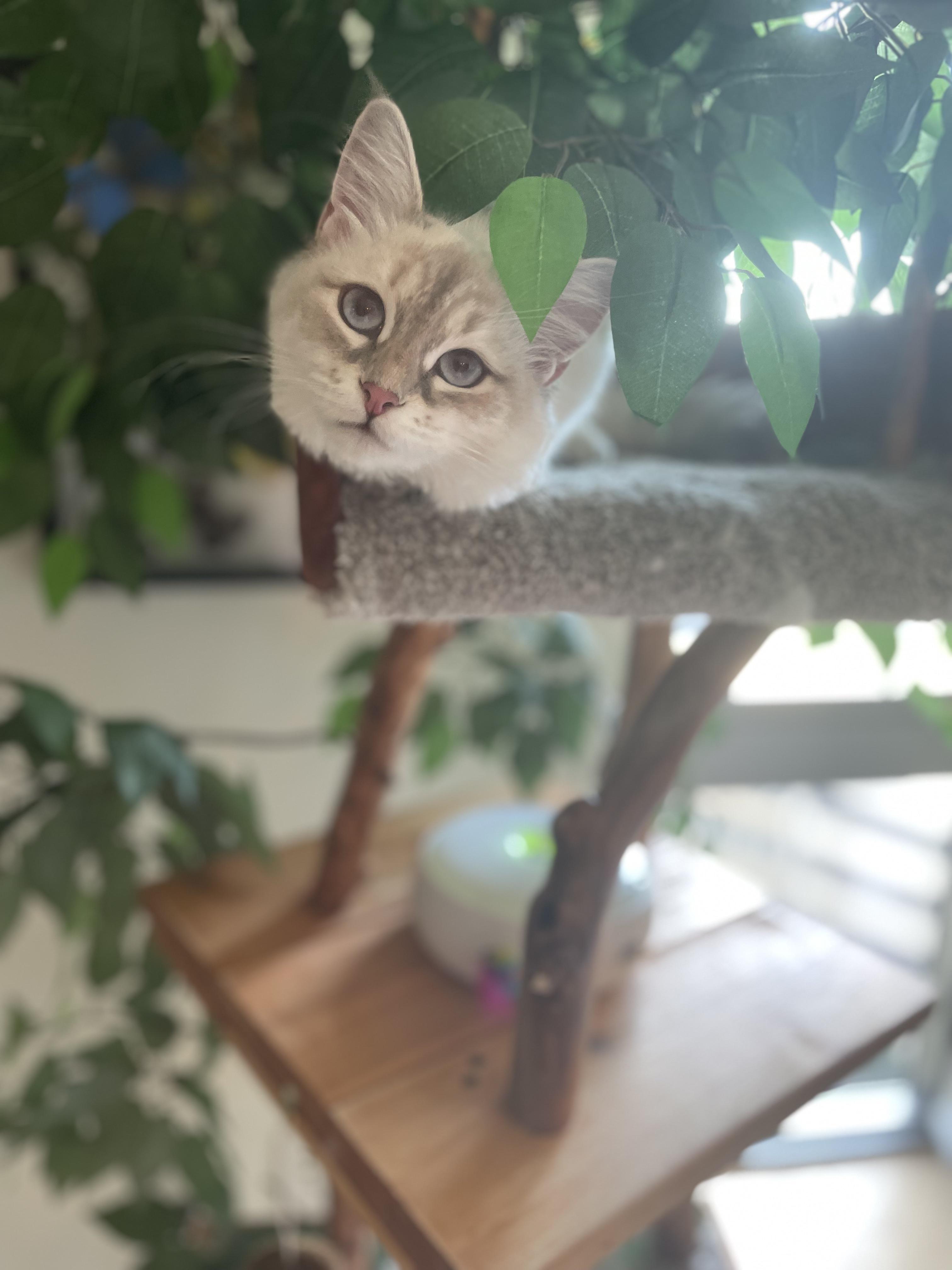 Meadows Playhouse | Scrolller