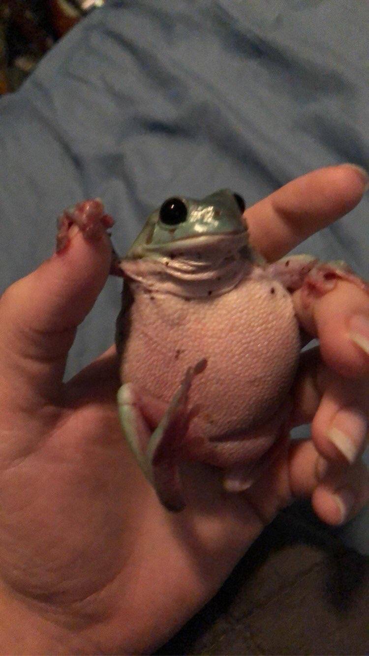 Meatball the fat phroge. My sisters frog. | Scrolller