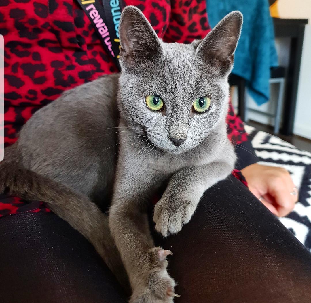 Meet 8 month old Ivan | Scrolller